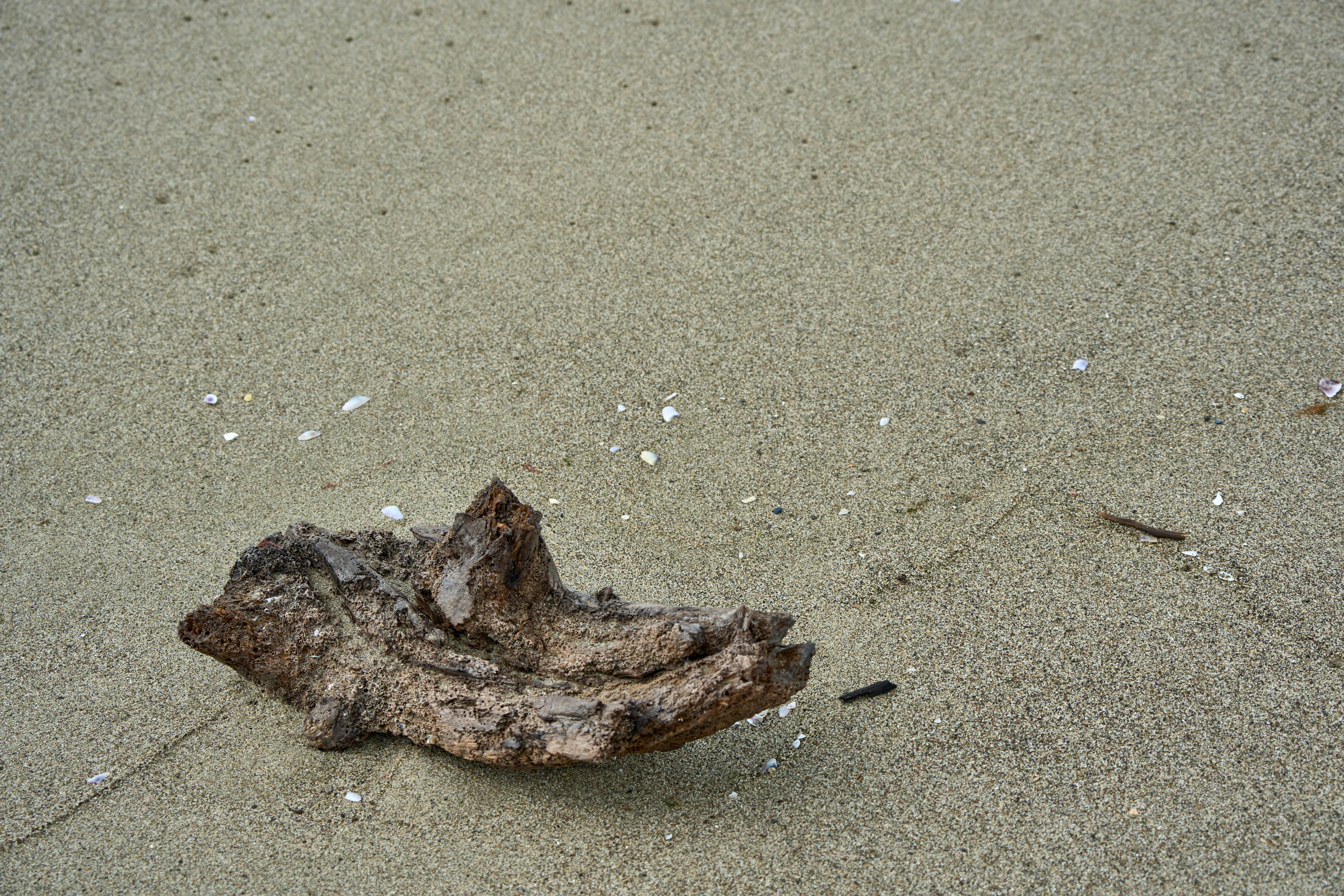 Weathered driftwood rests on a sandy beach, surrounded by scattered shells and grains of sand.