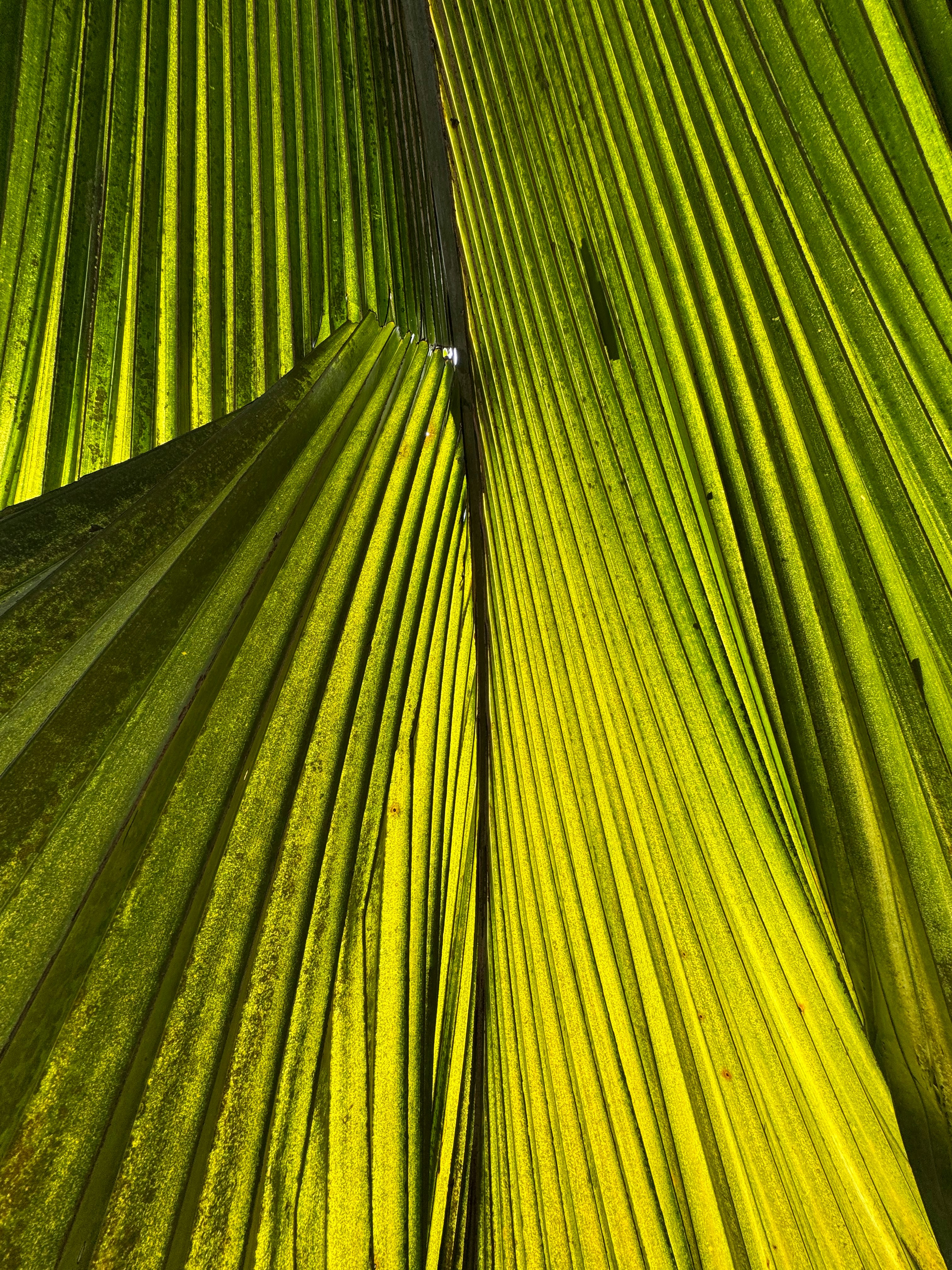 Intricate patterns of green palm fronds illuminated by natural light, showcasing their vibrant texture and depth.