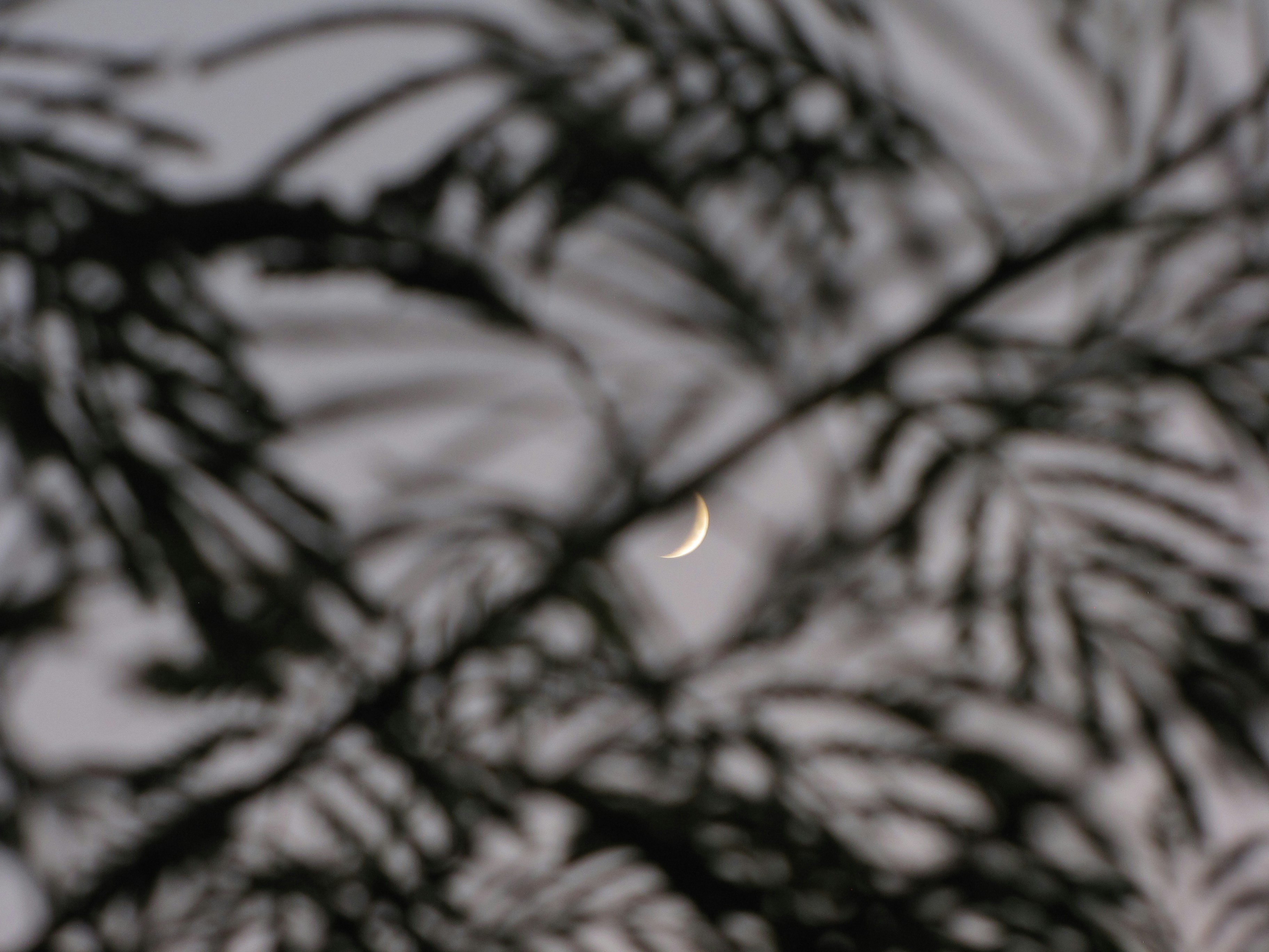 Whispers of the Crescent