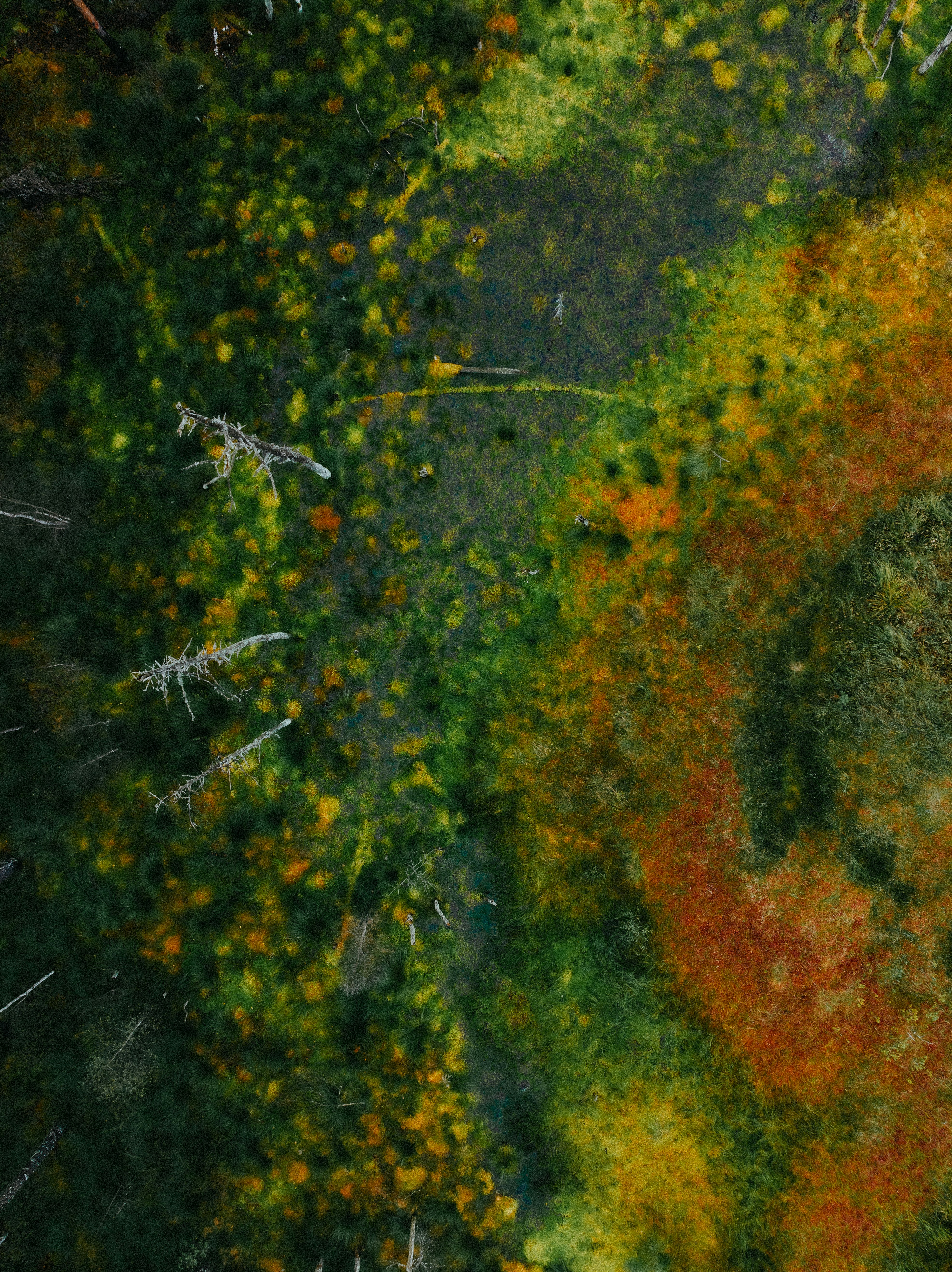 Aerial view of a vibrant forest floor showcasing a mosaic of greens, yellows, and oranges, interspersed with fallen trees. The composition highlights the intricate patterns of nature's palette.