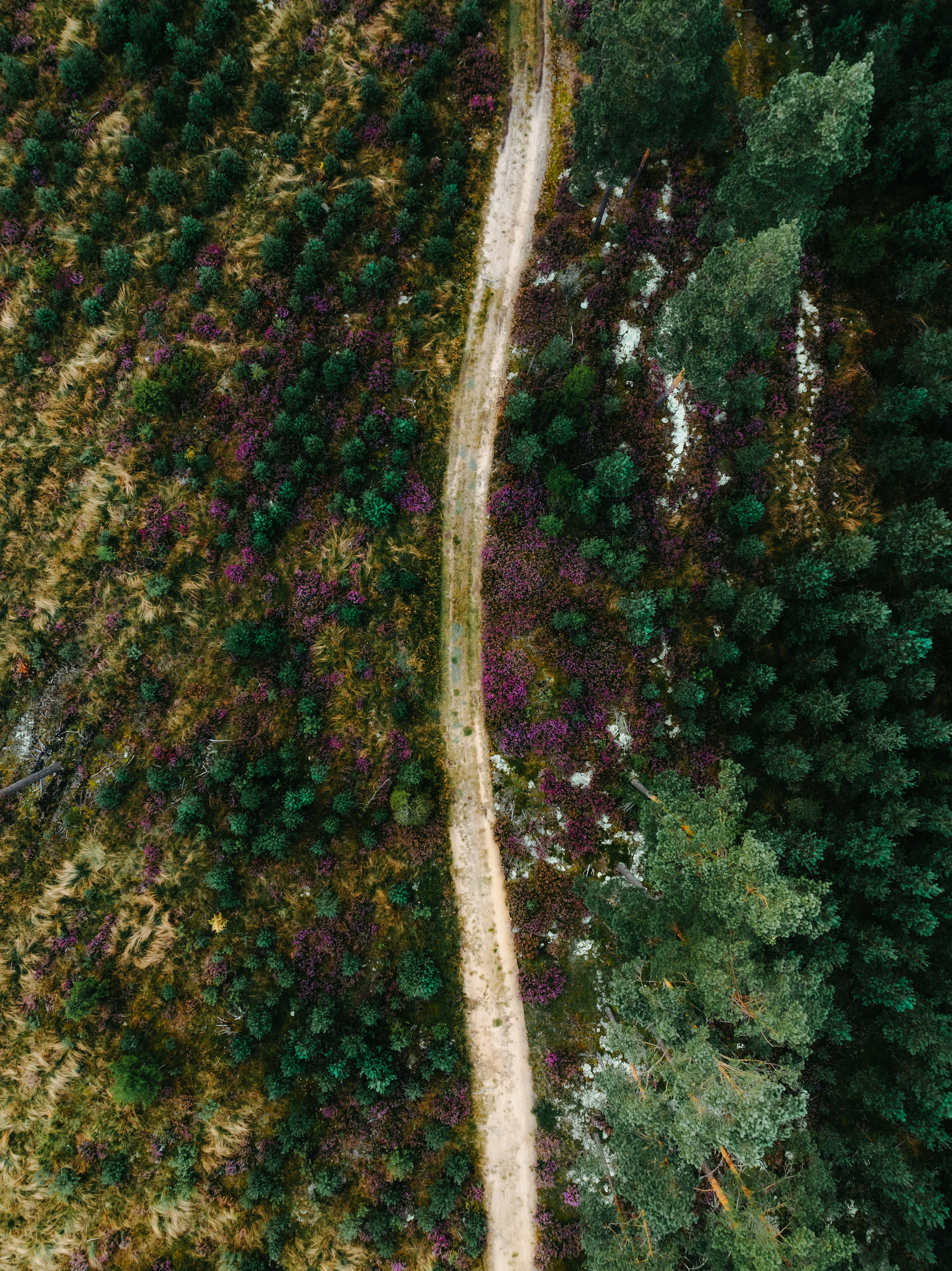 500+ Non Copyrighted Pictures [HD] | Download Free Images on Unsplash