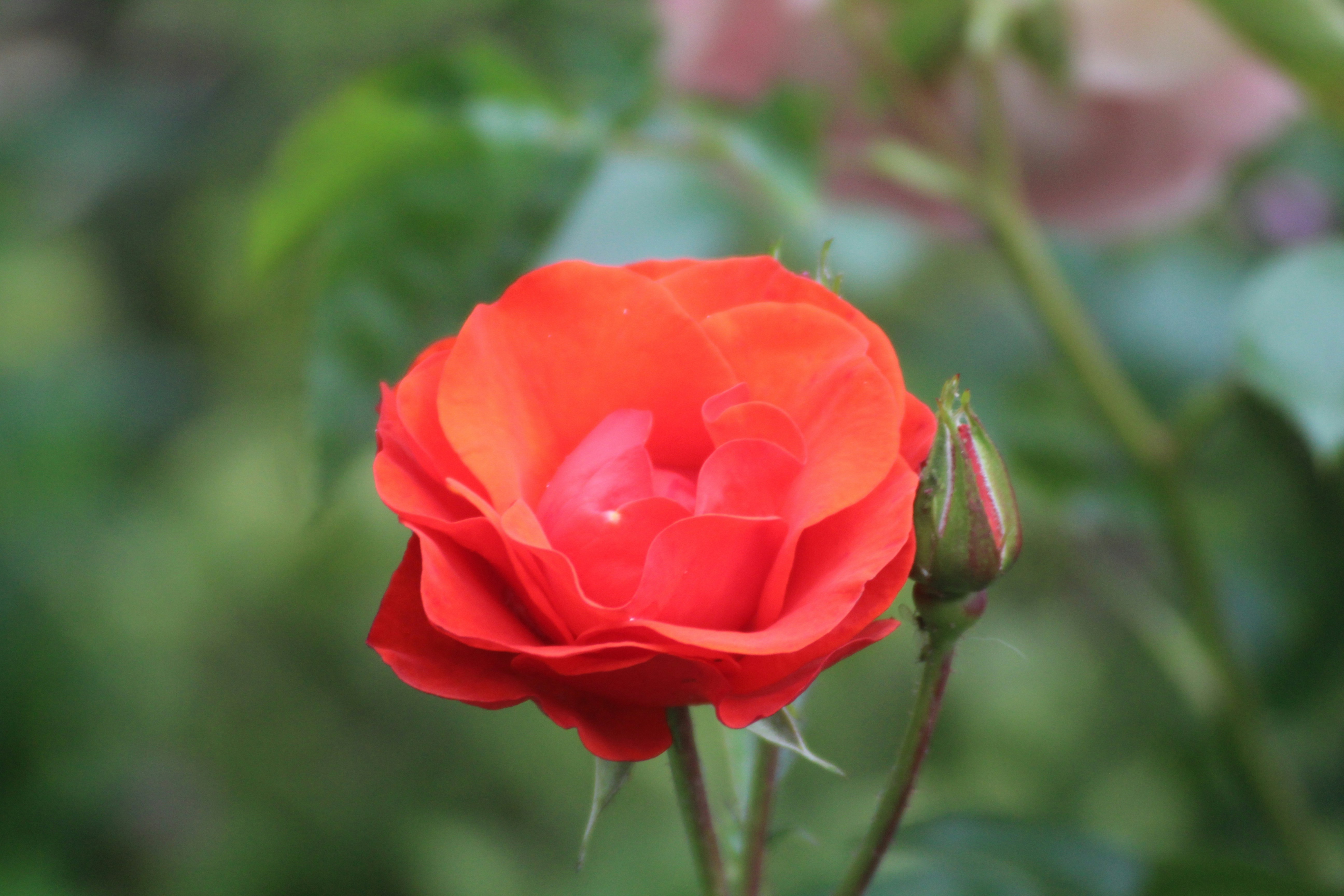 A vibrant orange rose with a bud blooming.