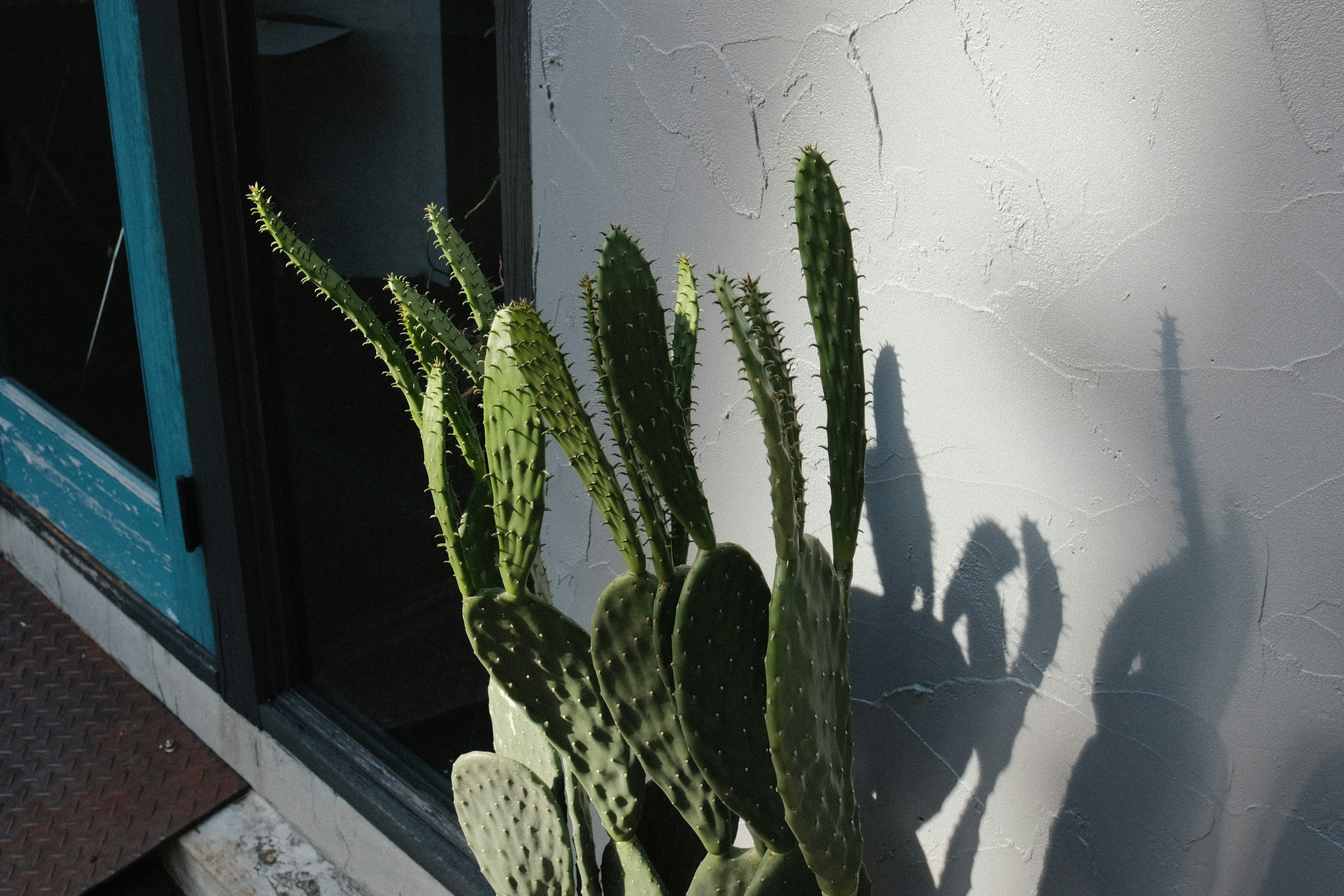 Prickly pear cactus casts shadows on a textured wall.