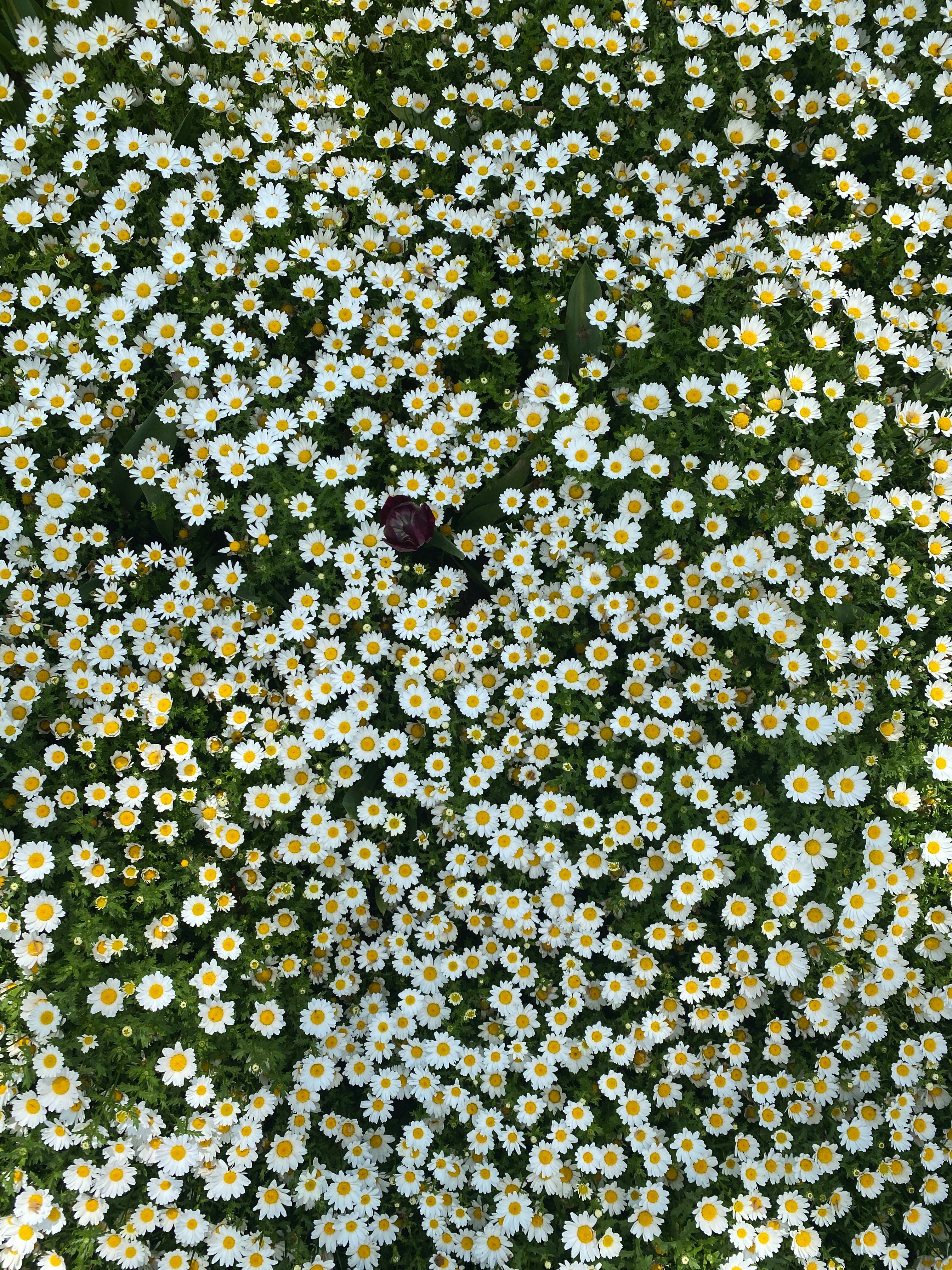 Whispers of Spring: A Floral Mosaic
