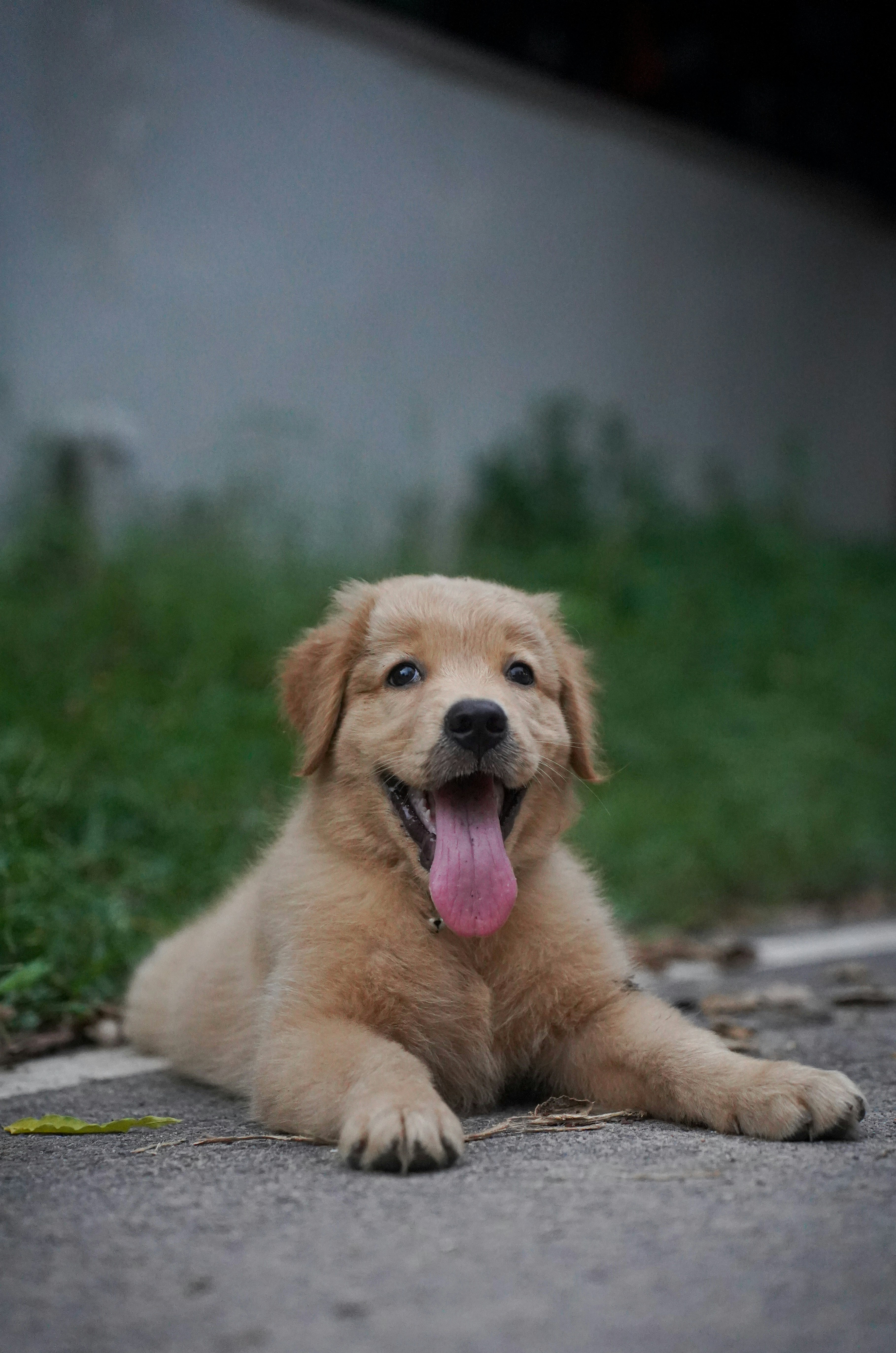 "Golden Retriever charm in every frame – pure joy, warmth, and a whole lot of fluff!" | A happy golden retriever puppy lying on pavement