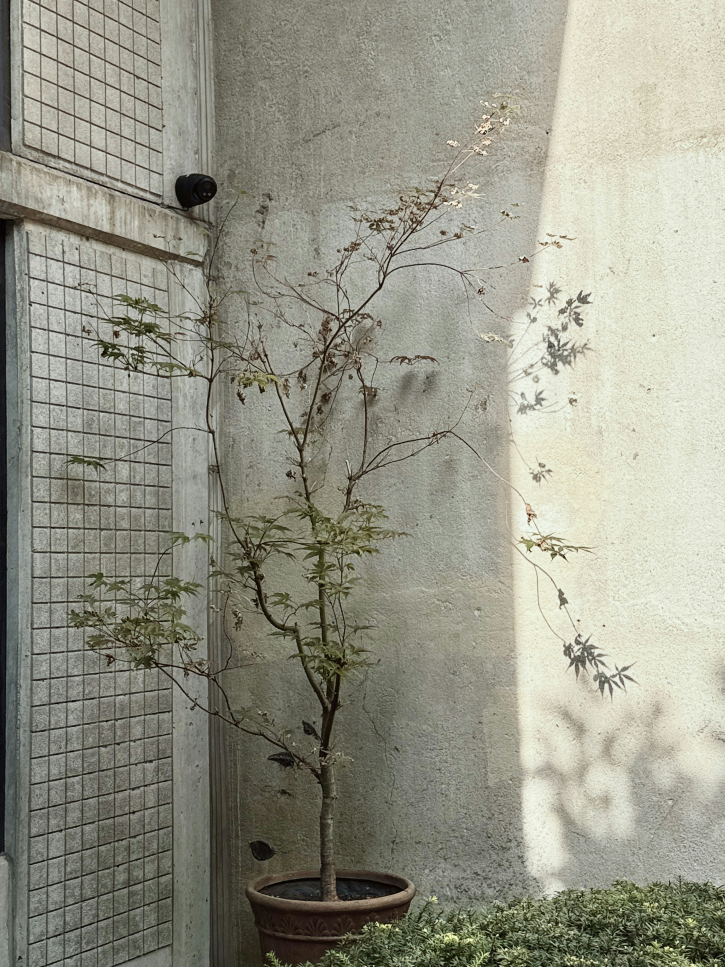A potted tree stands against a textured wall.