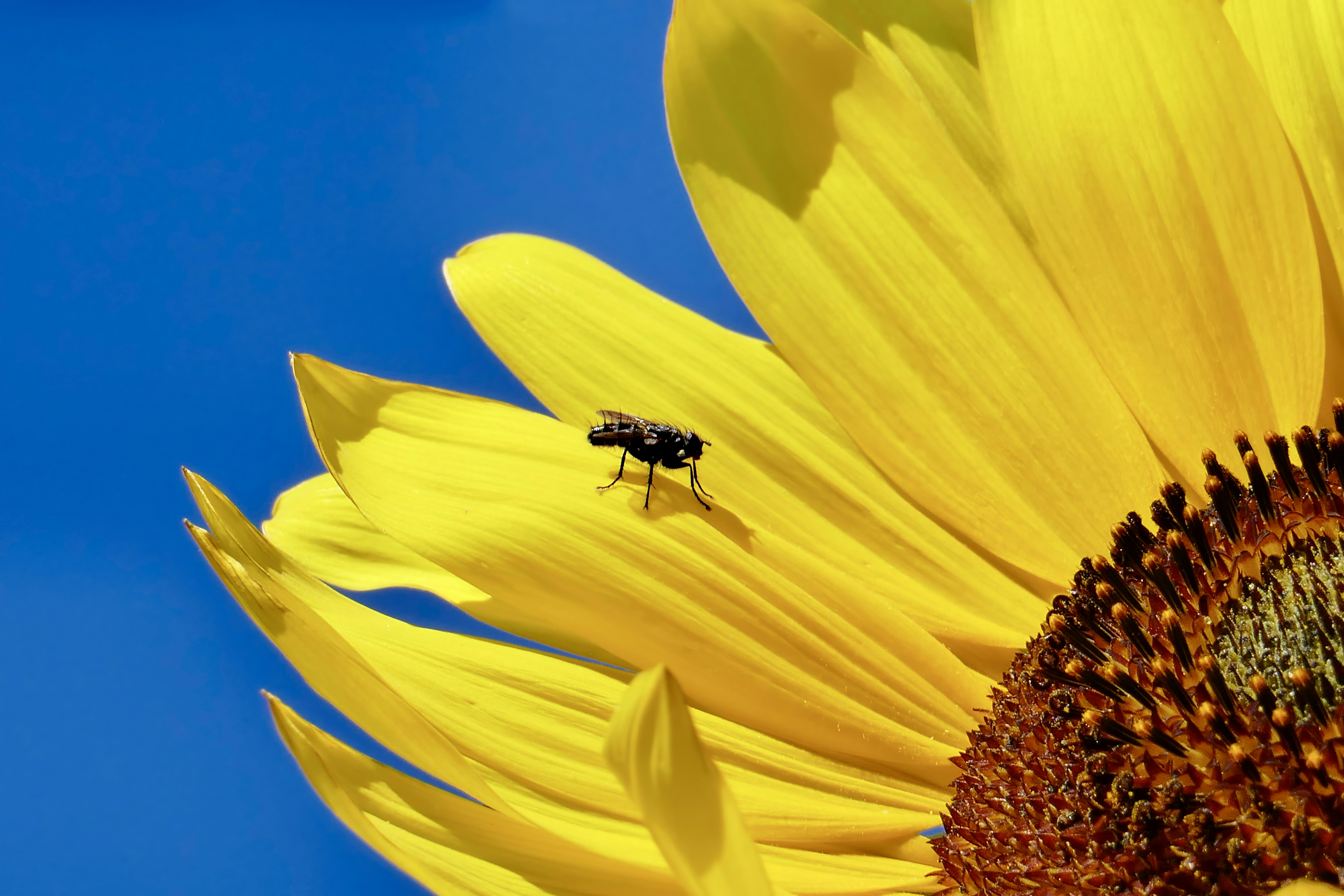 Harmony of Nature: The Dance of Pollination