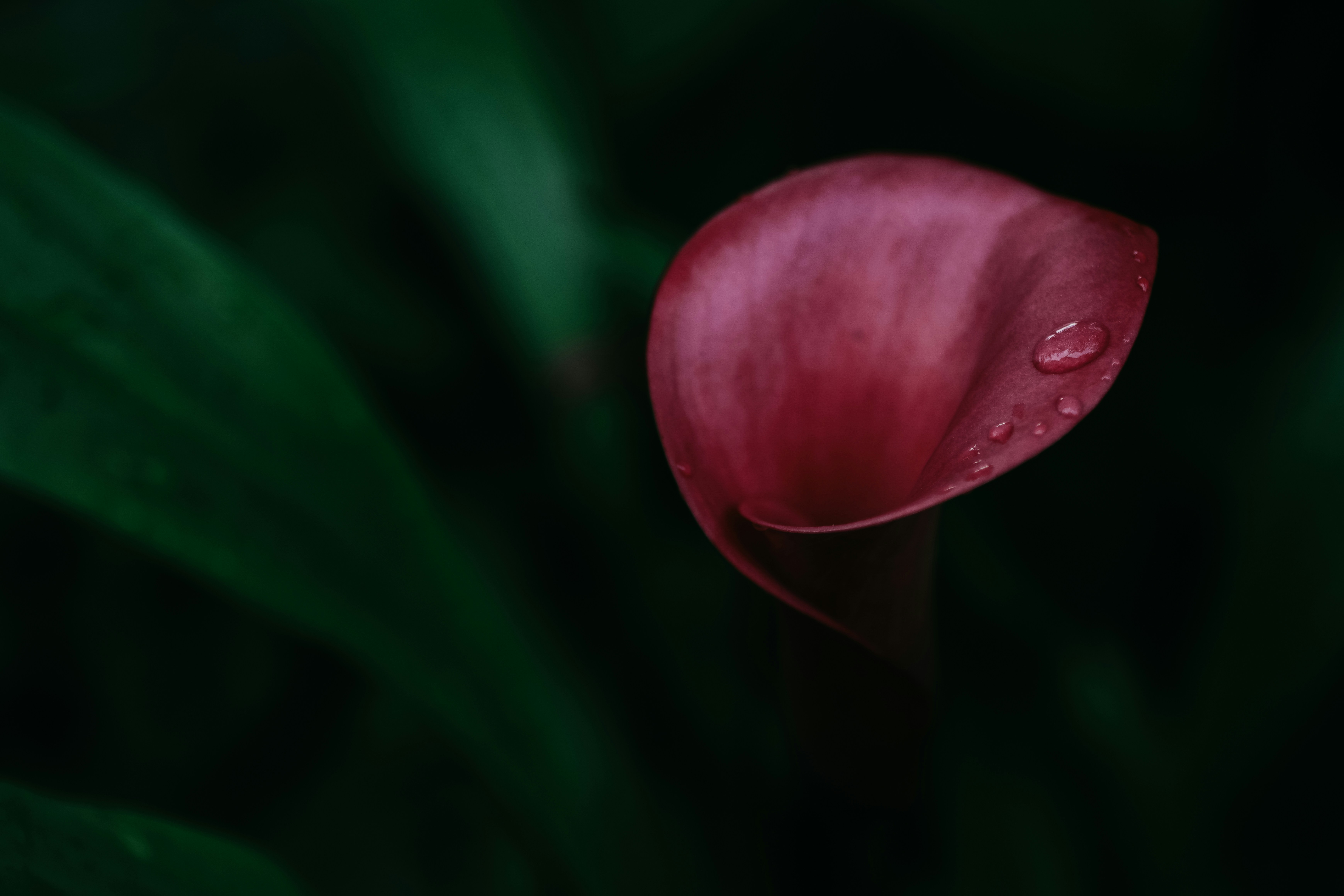 Whispers of Elegance: A Calla Lily in the Shadows