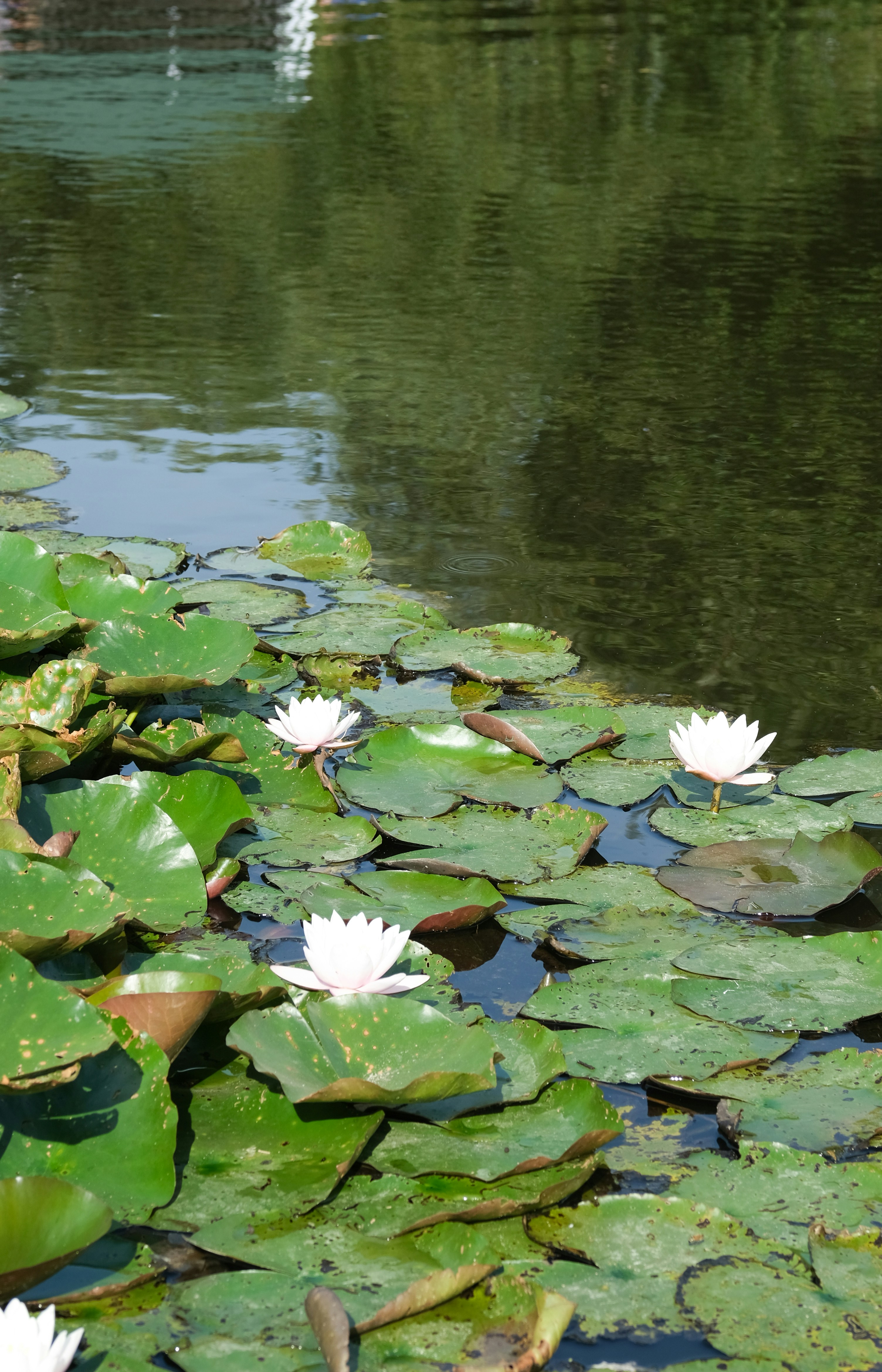 Wildflowers don’t do curfews | White water lilies float on a pond.