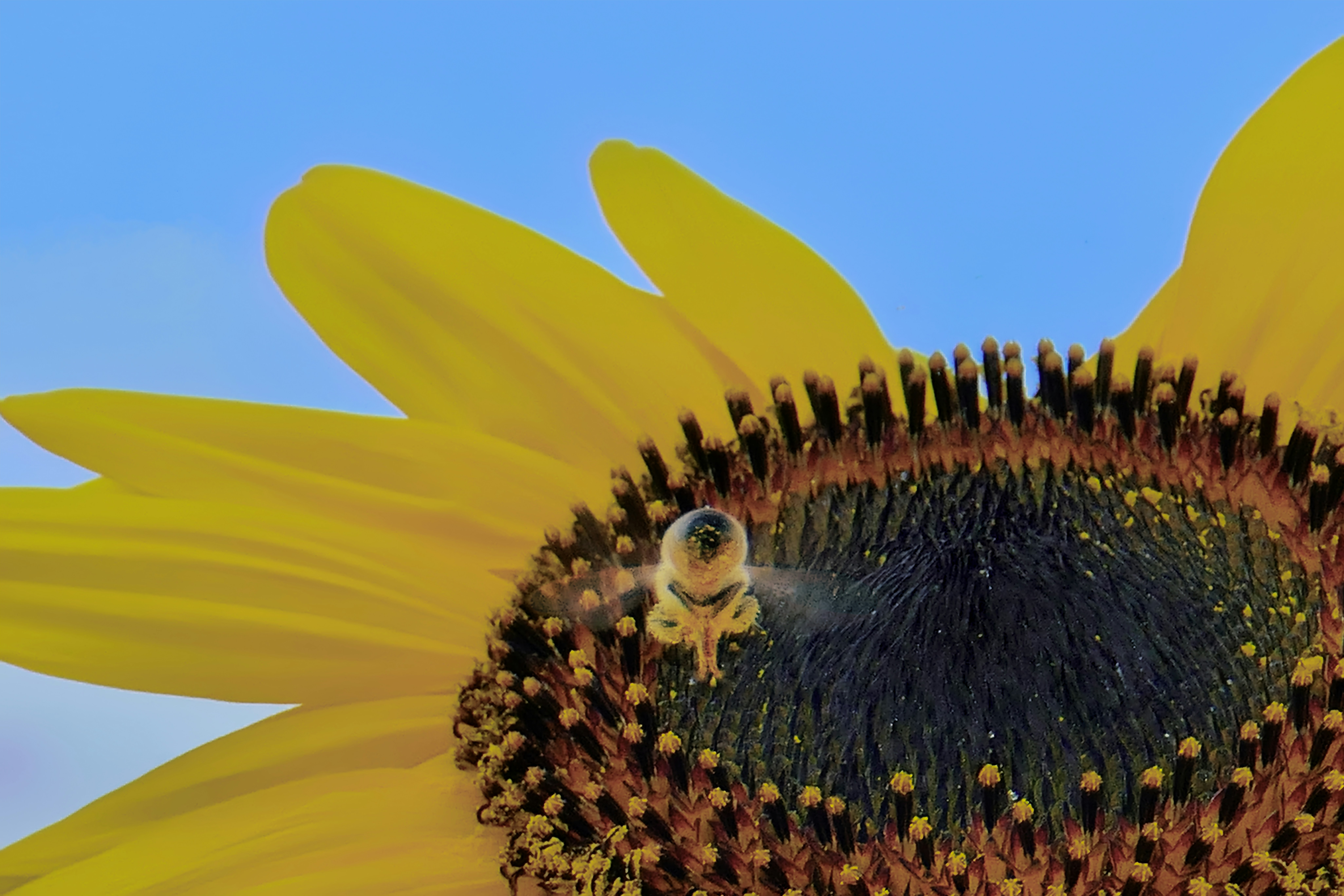 Pollinator's Paradise: A Bee's Delight