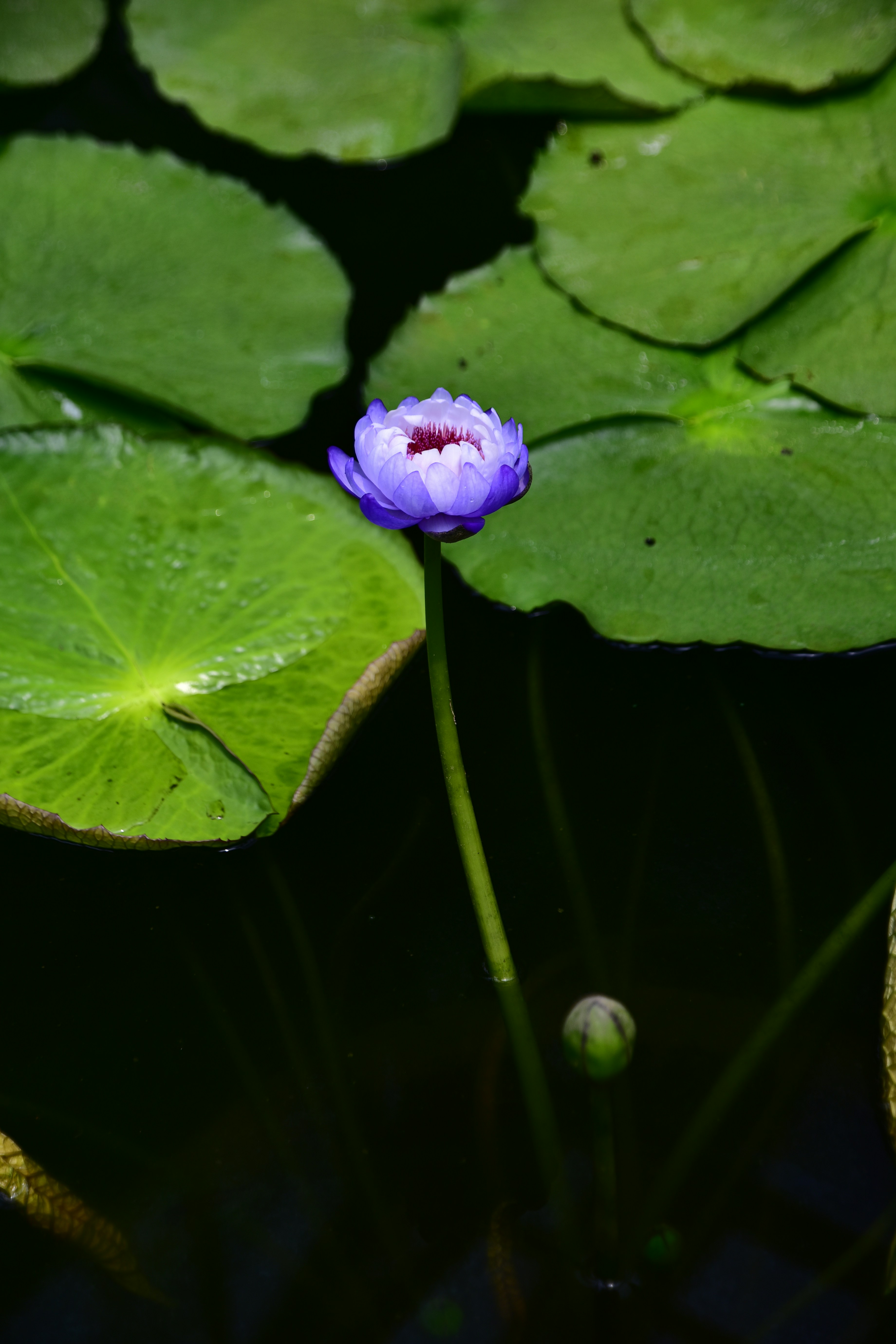 A single purple water lily blooms amongst green lily pads.