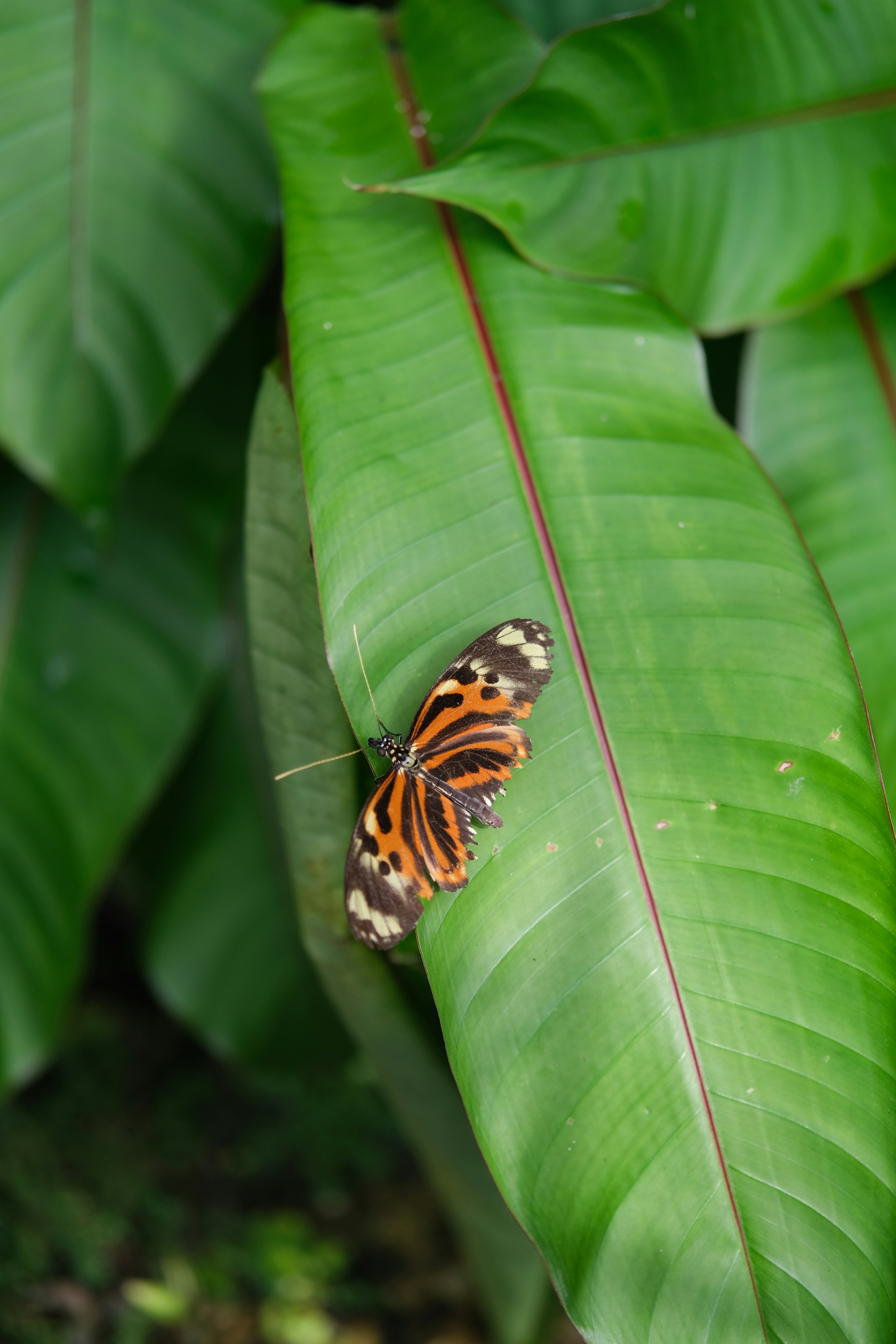 Nature's Palette: The Butterfly's Dance
