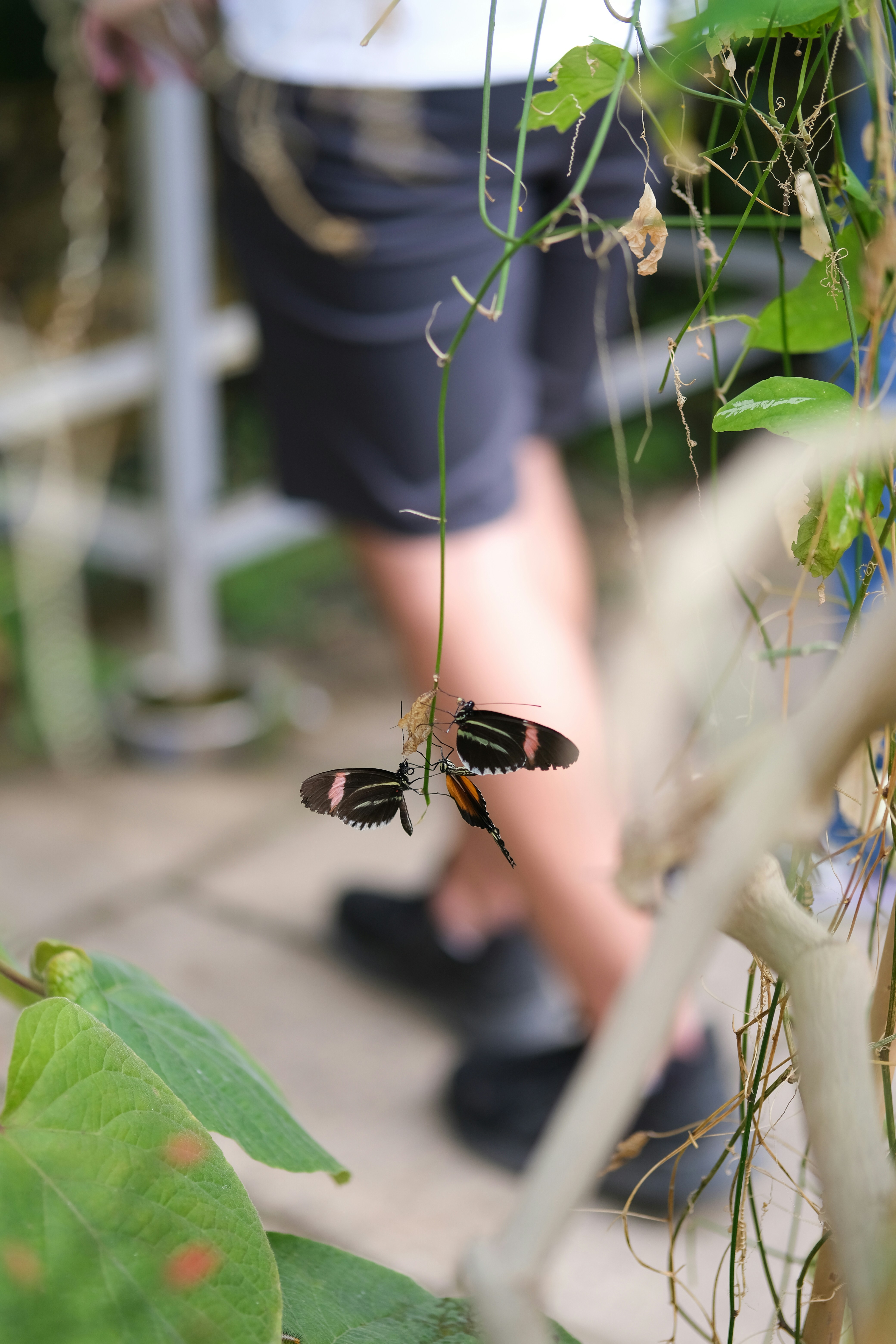 Between Vines and Steps: A Butterfly Pauses in a Quiet Garden