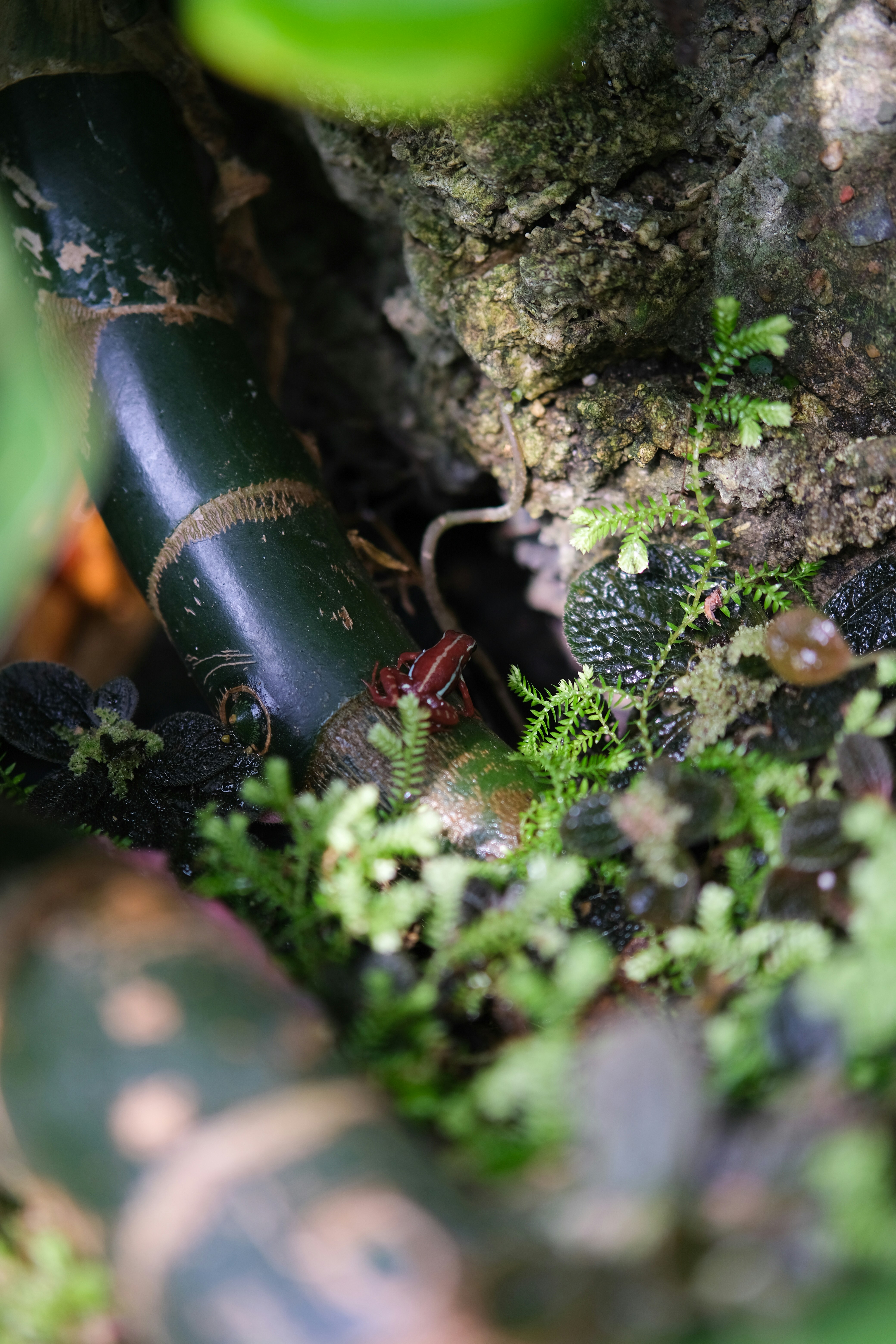 Crimson Snail in a Mossy Pipe Nook