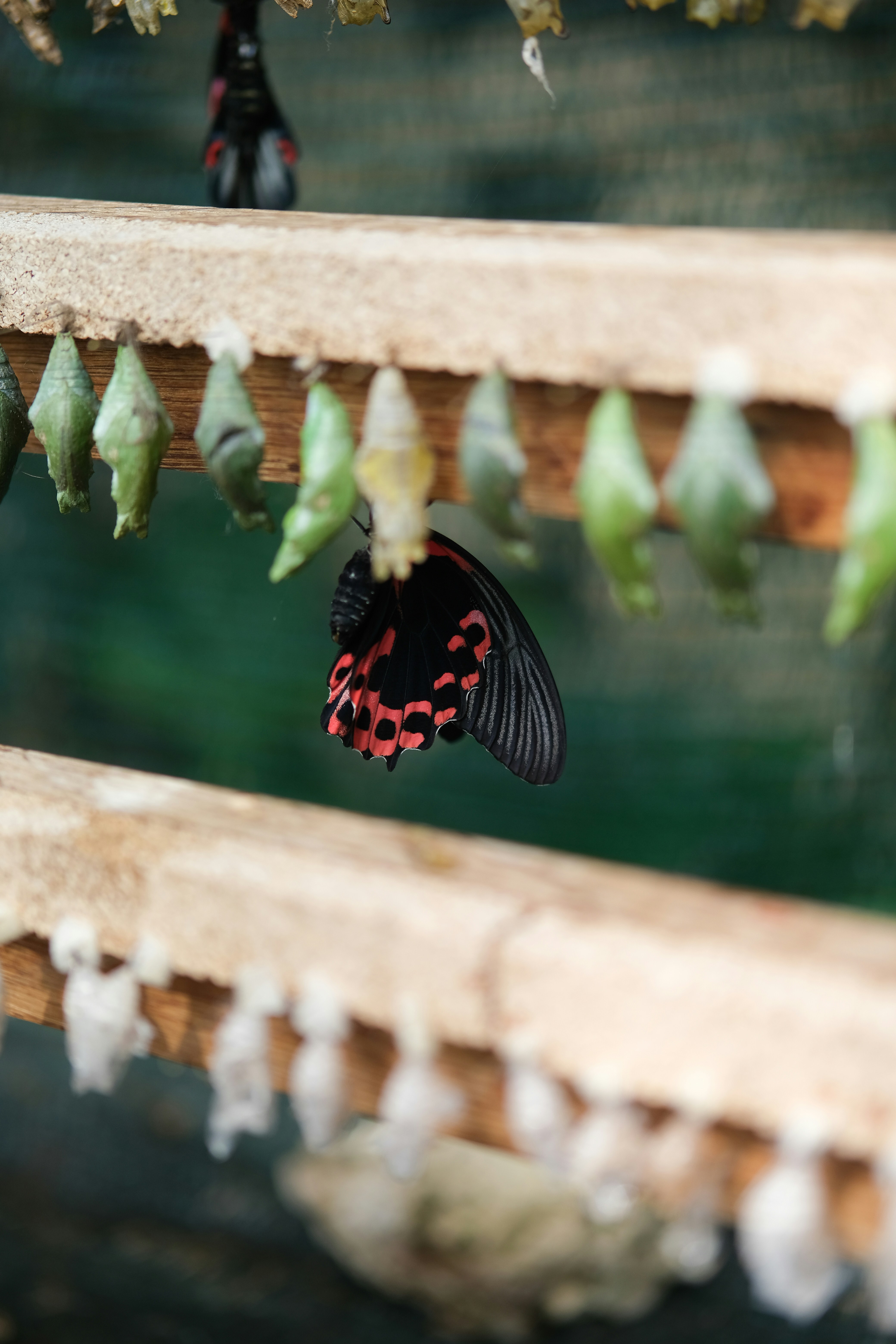 Born to nap | Black butterfly emerges from chrysalis on wooden perch.