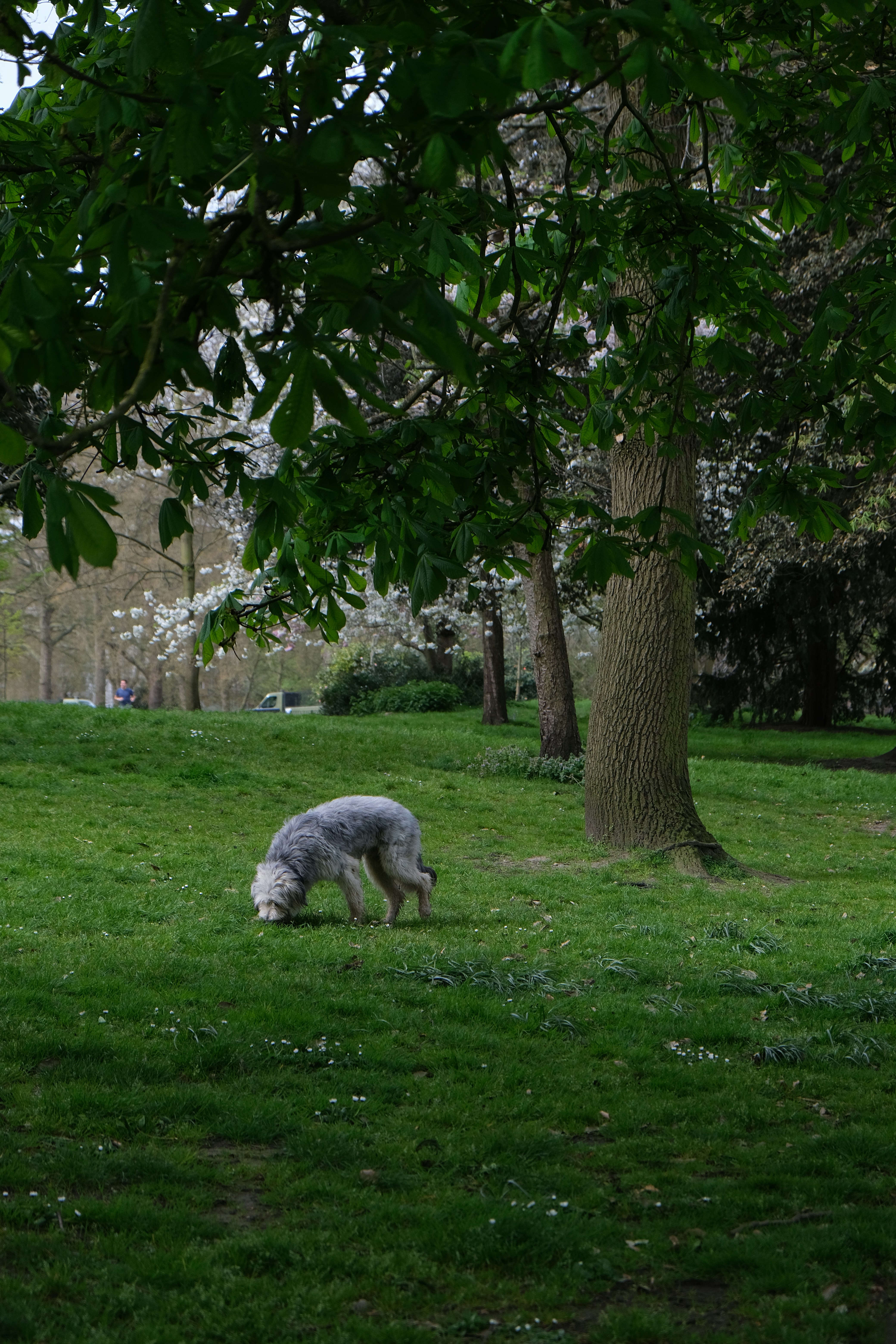 Gentle Grazing in the Park: A Quiet Moment Beneath the Canopy