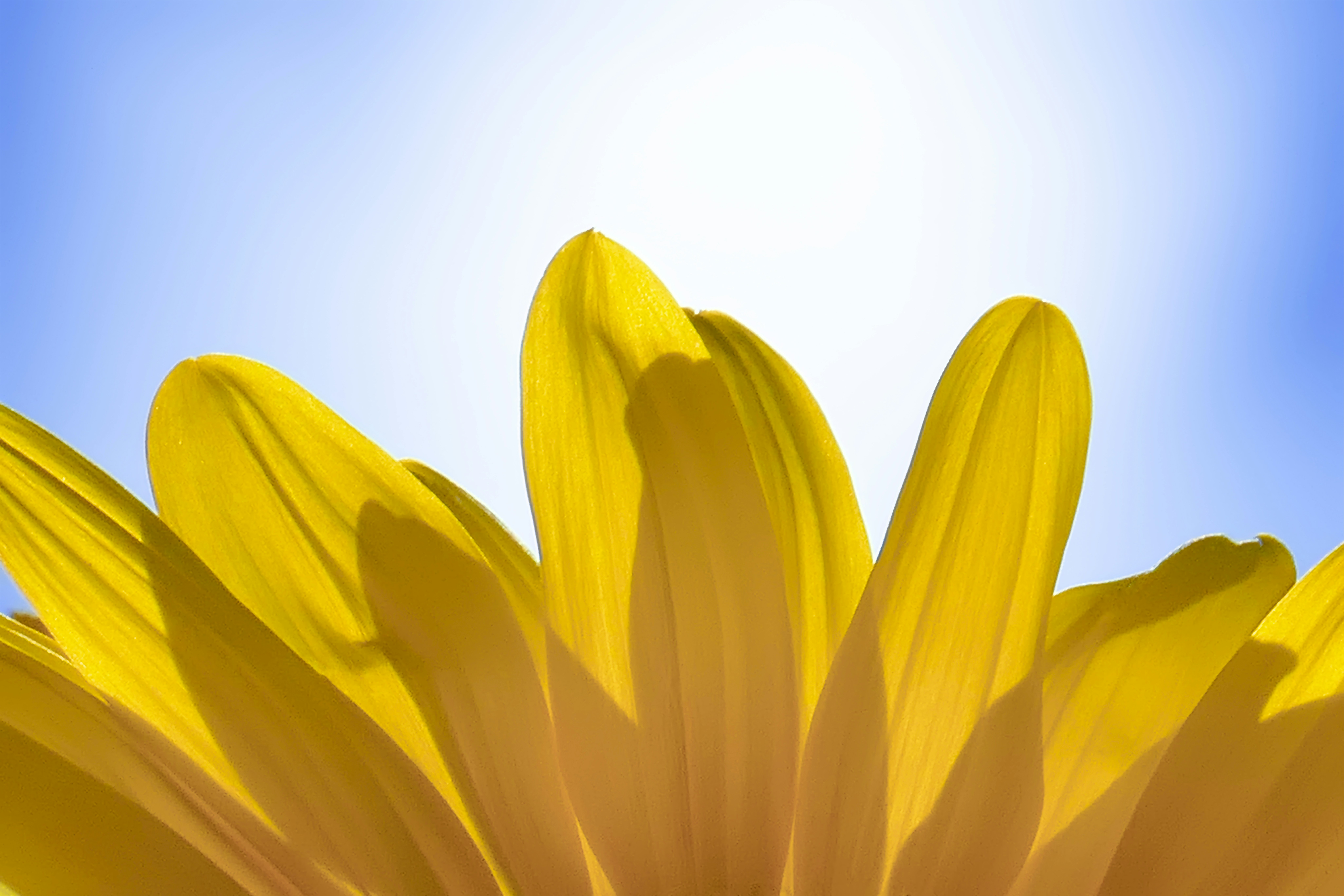 Petals of a sunflower are illuminated by the sun from behind | Close-up of bright yellow flower petals against blue sky