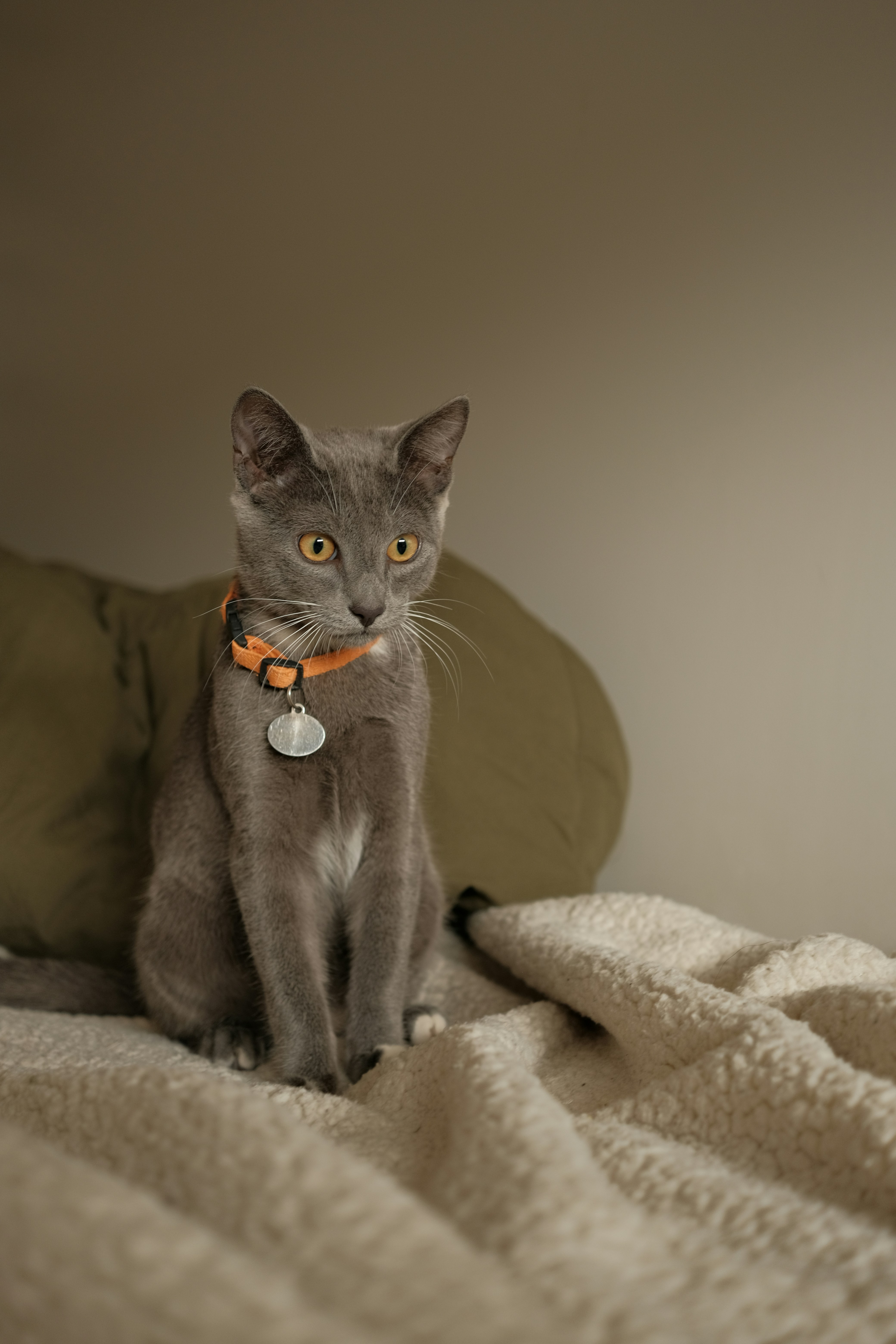 Whiskered Watcher: A Moment of Feline Curiosity