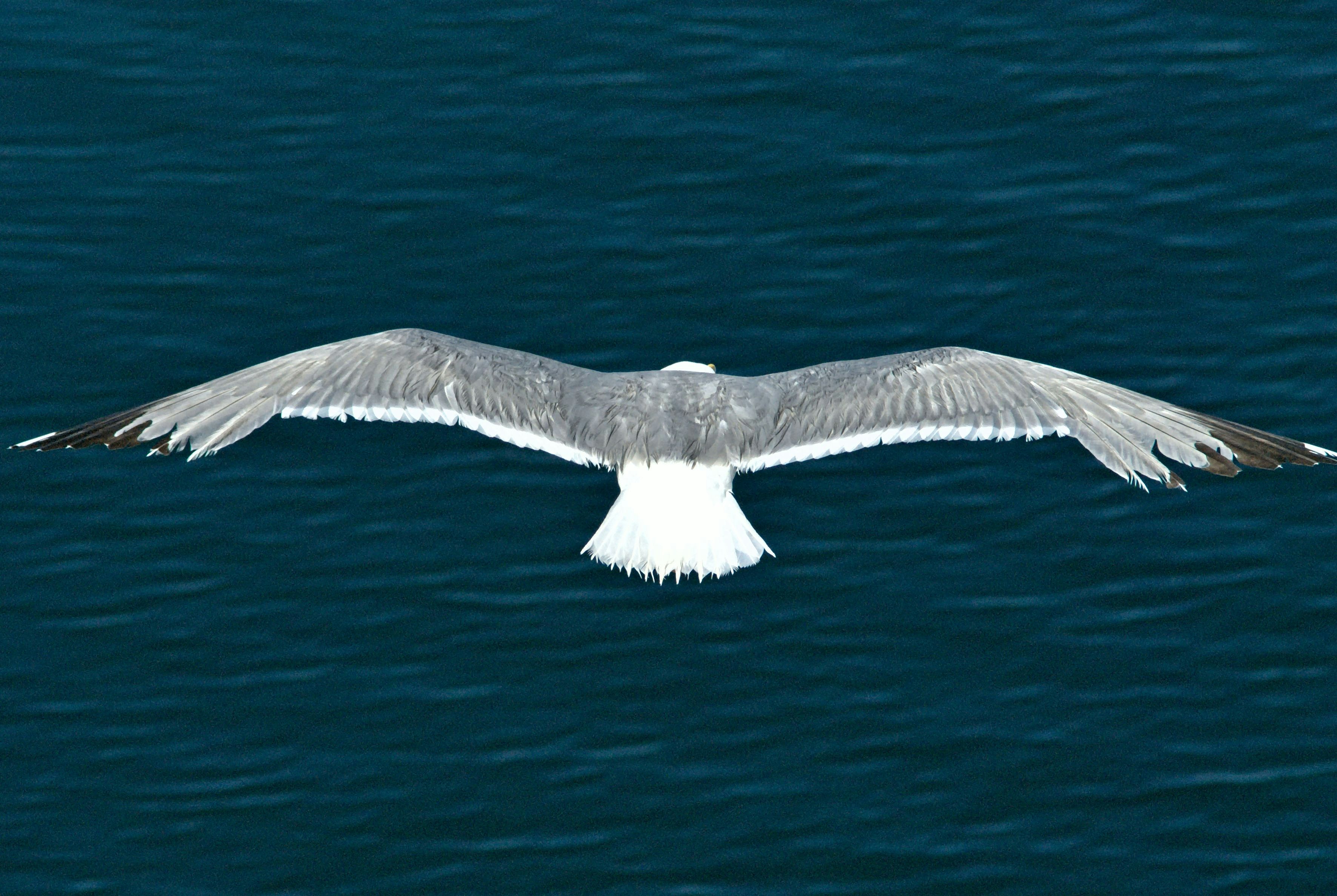 Seagull flying over the deep blue sea