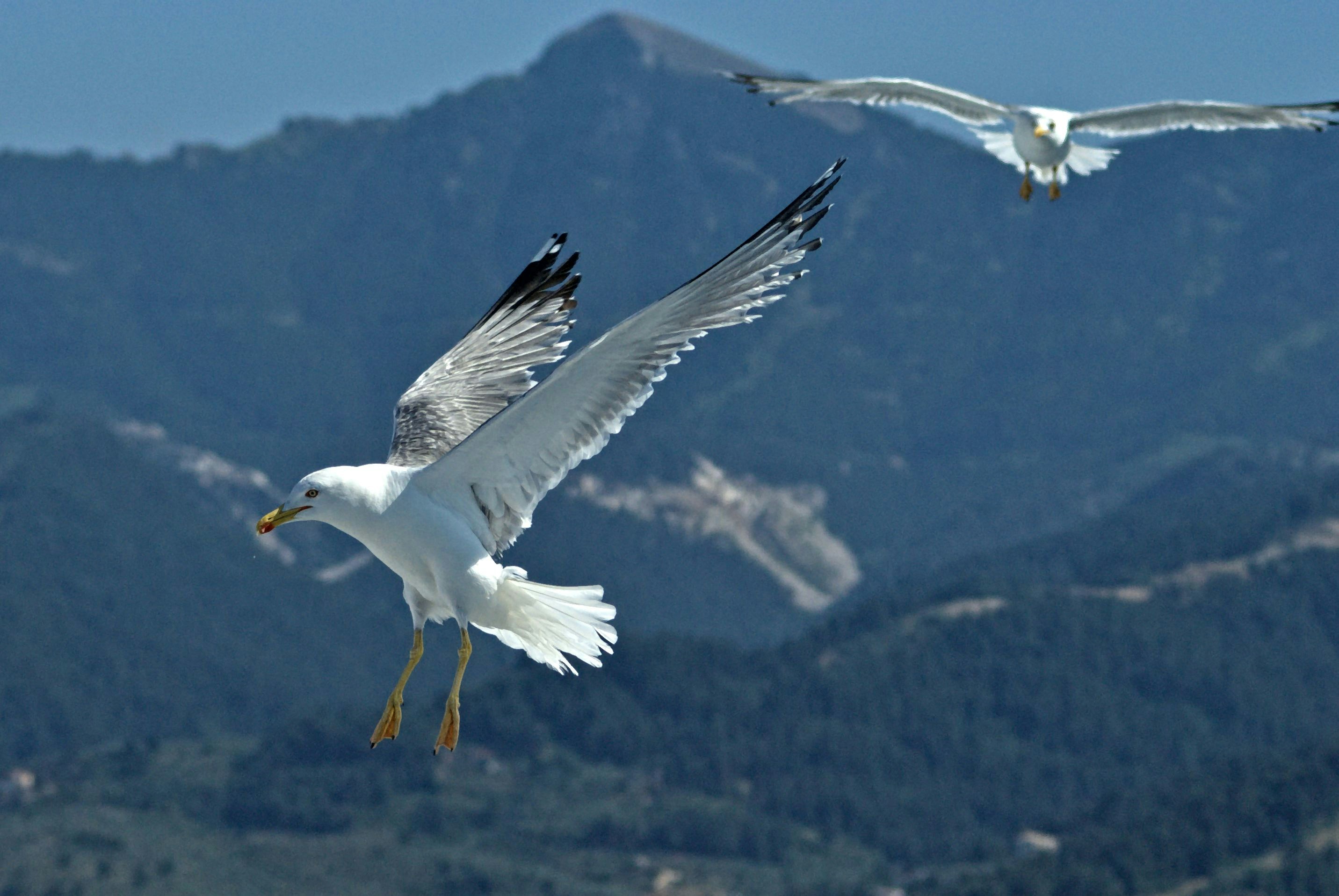 Seagull soaring gracefully against a backdrop of rugged mountains, showcasing the beauty of nature in motion.