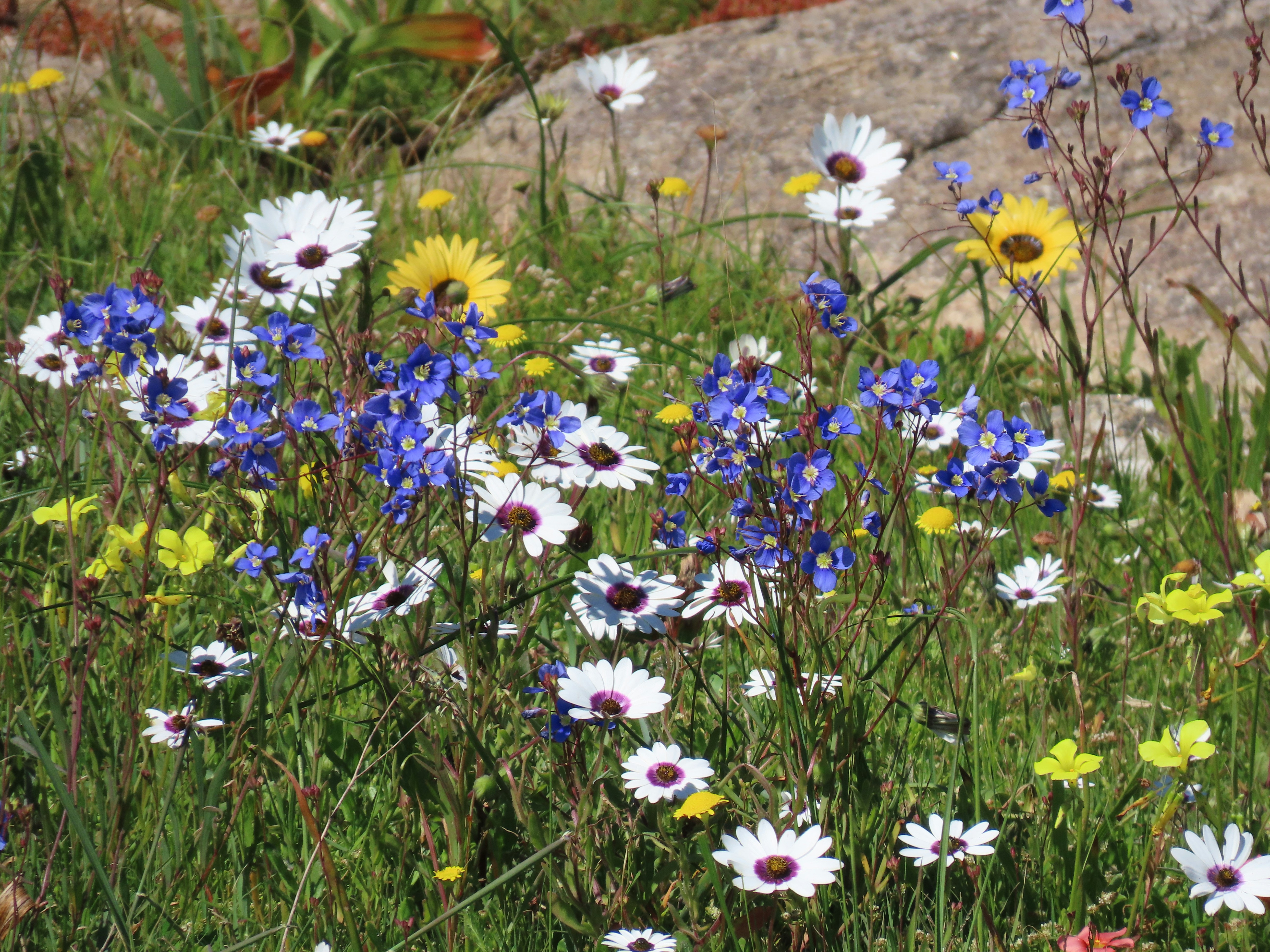 Colorful wildflowers bloom in green grass near rocks.