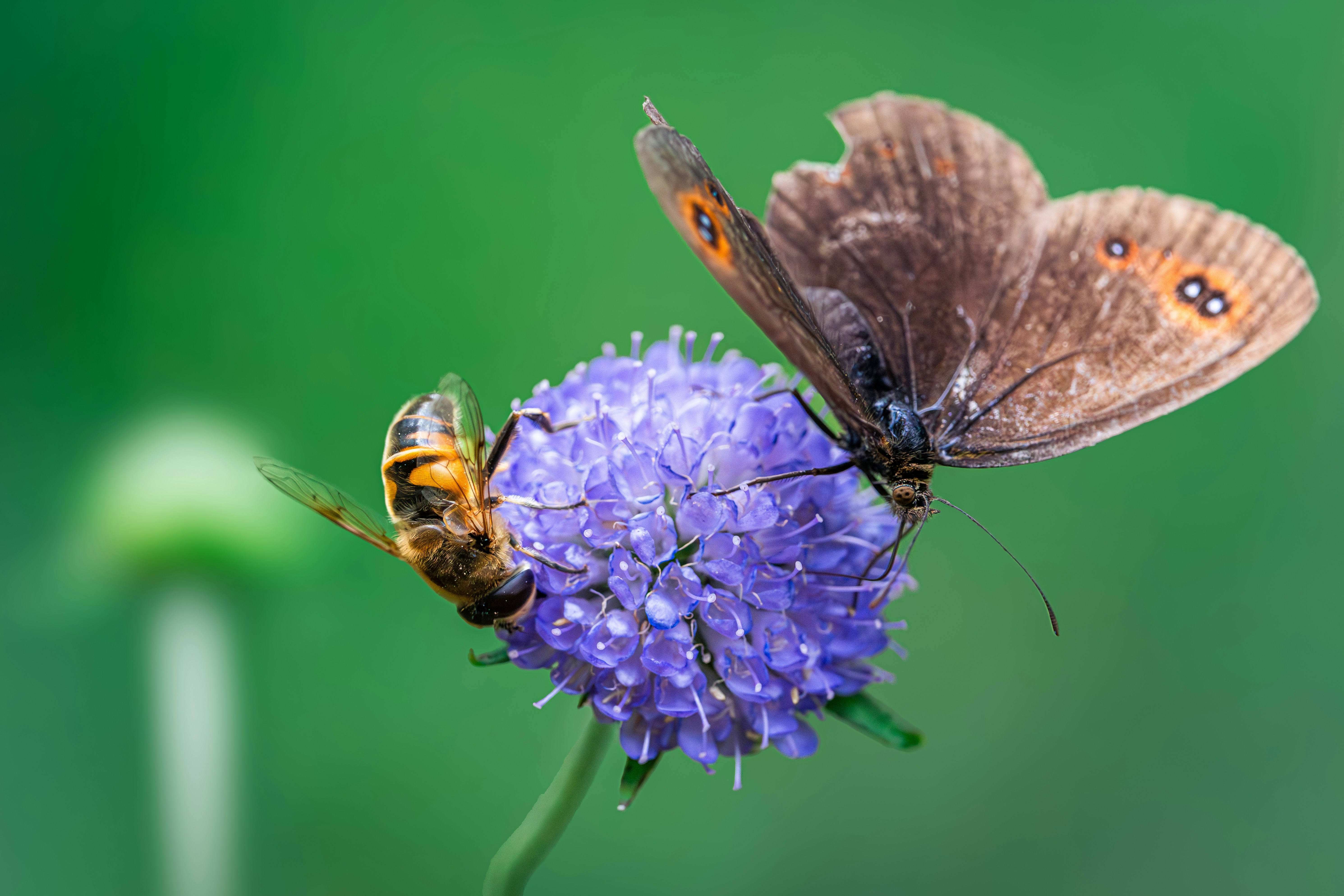 Bee and butterfly perched on a vibrant purple flower, showcasing a moment of natural interaction. The background features a soft green gradient.