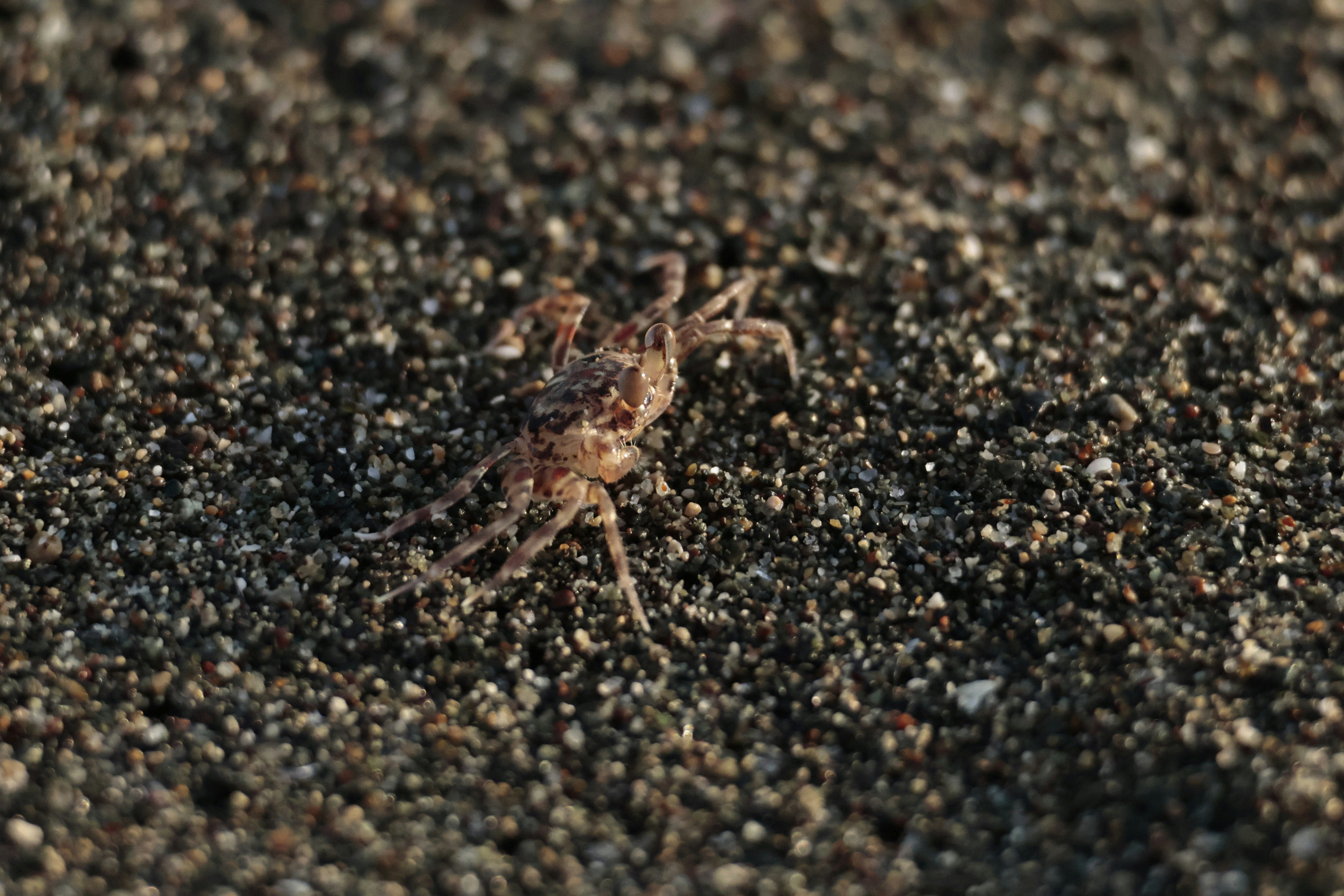 Hidden in Plain Sight: The Sandy Sentinel