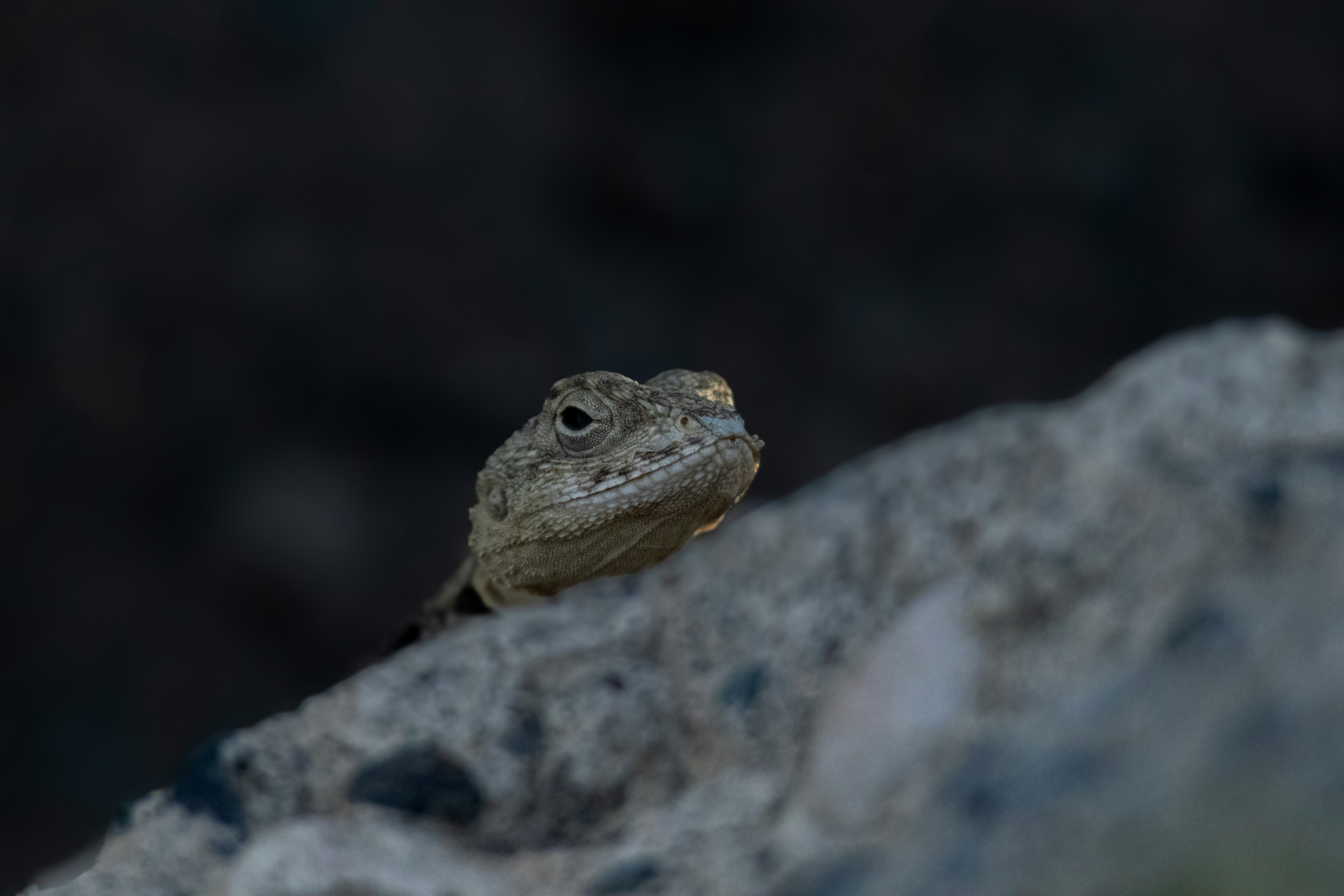 The Watchful Guardian of the Stone