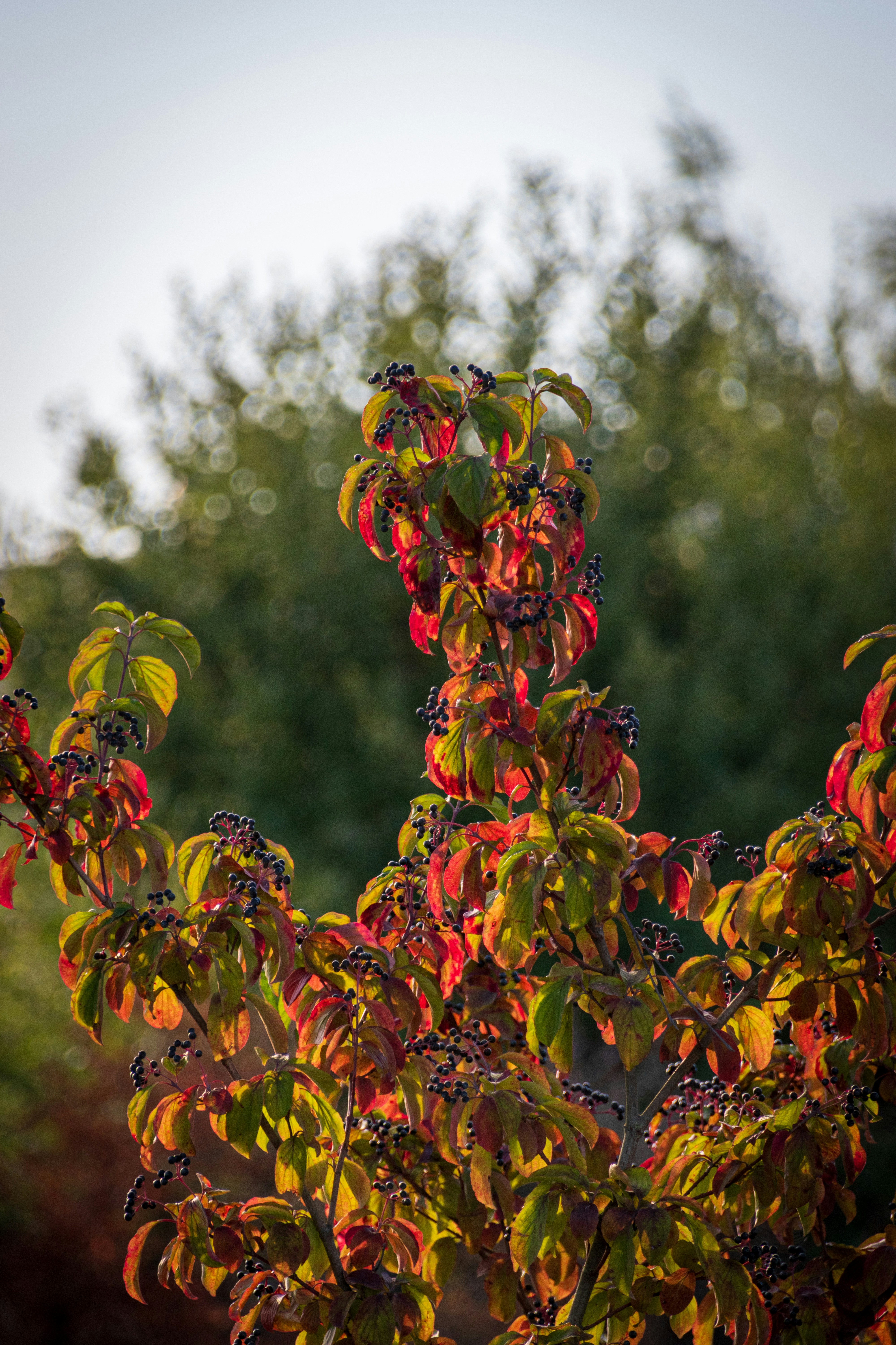 Crimson Berries Against Green Backdrop