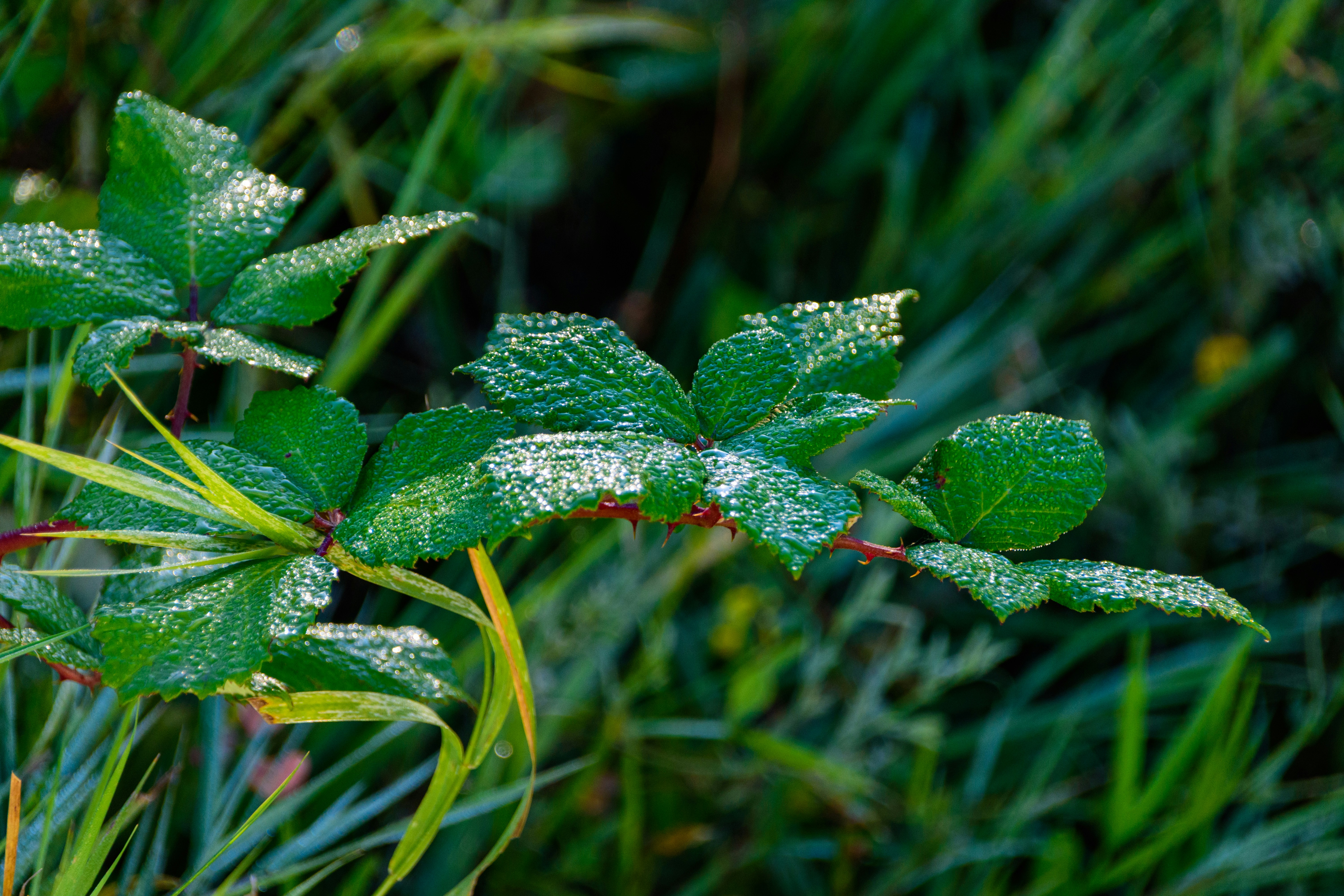 Morning Dew on Lush Greenery