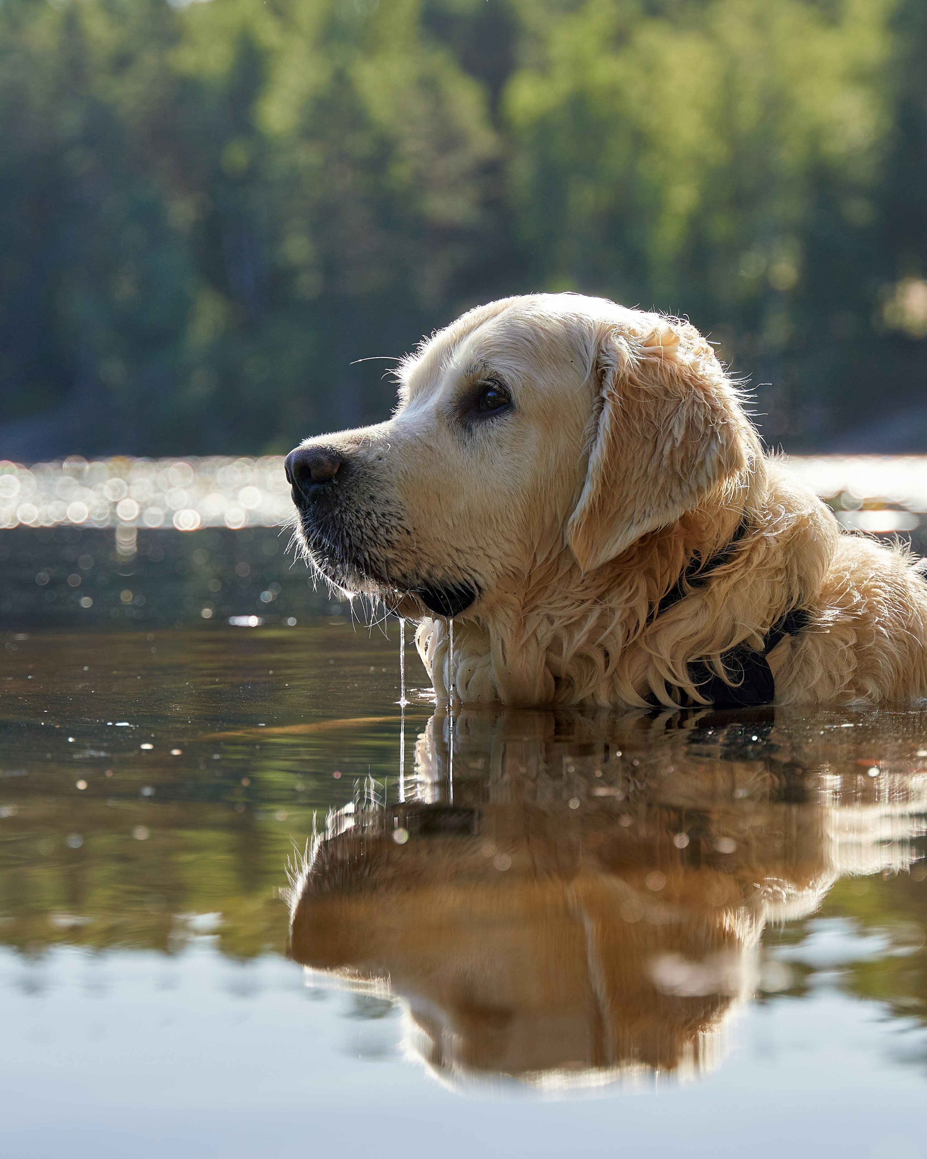 Golden retriever portrait of a white male, with a natural lake in the background. Strong backlight and reflections are visible, giving a vibrant feel. The background is mostly green. | Golden retriever dog wading in calm water