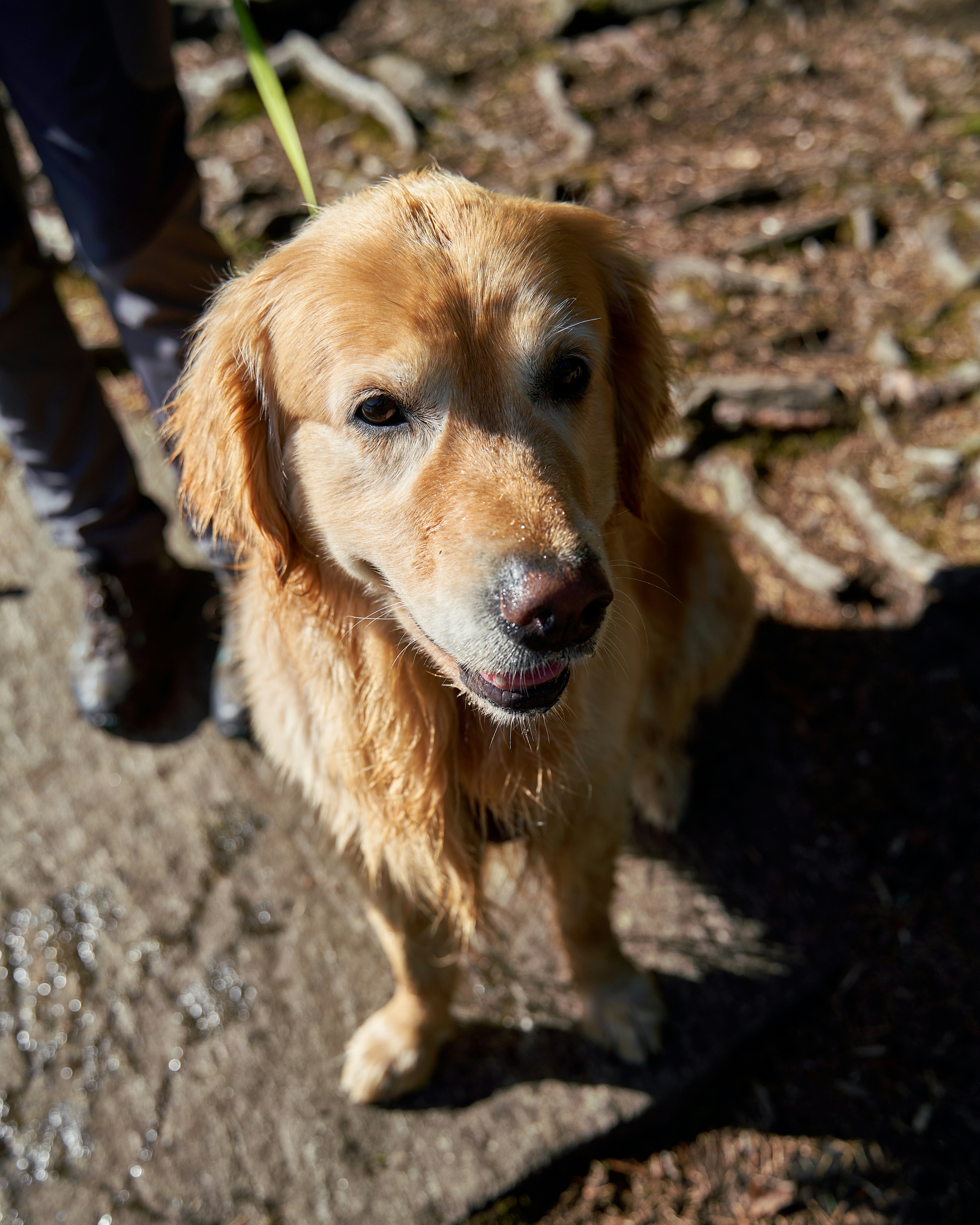 Female golden retriver is sitting close to her owner during its morning walk | A golden retriever sits on a rocky path.