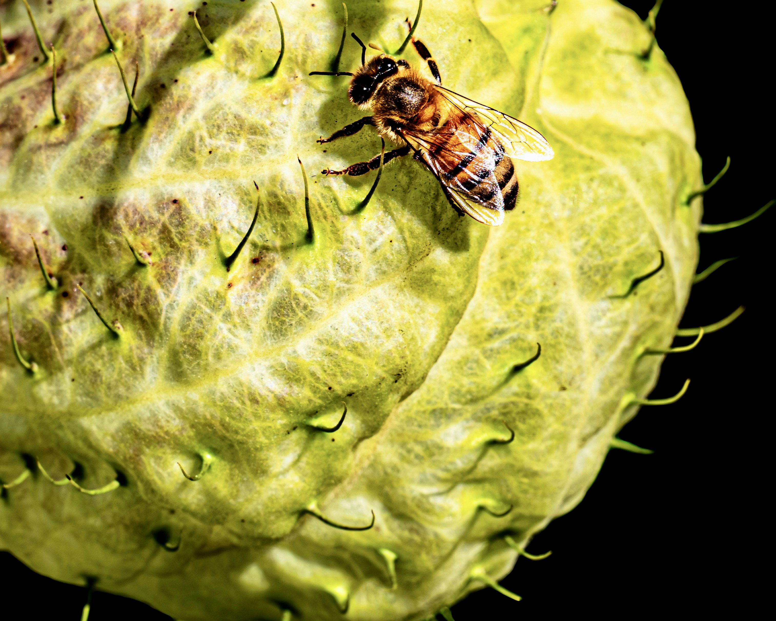 Nature's Tiny Collaborator: The Bee and Its Green Sphere