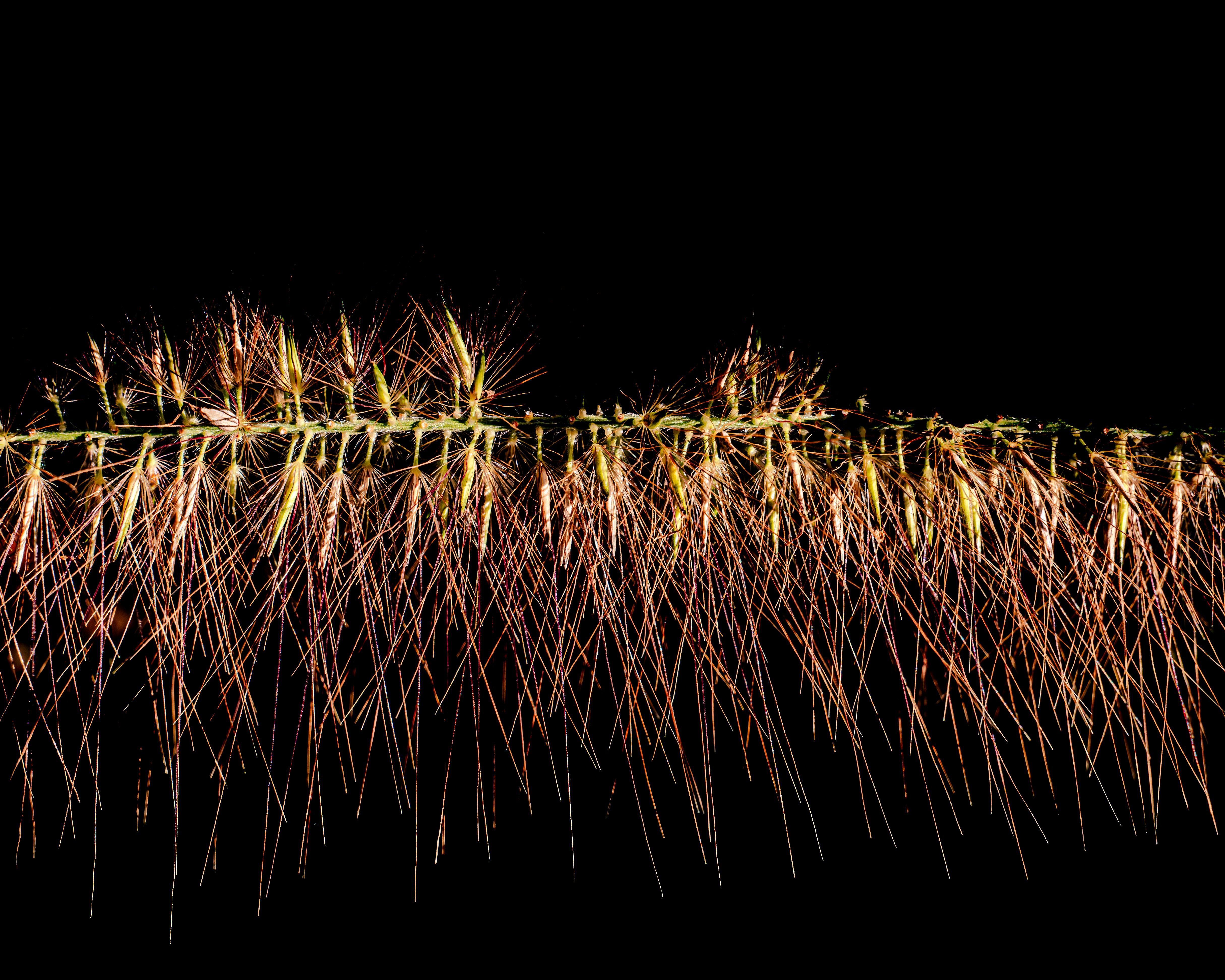 Golden Fringe Across Midnight: Row of Sparklers