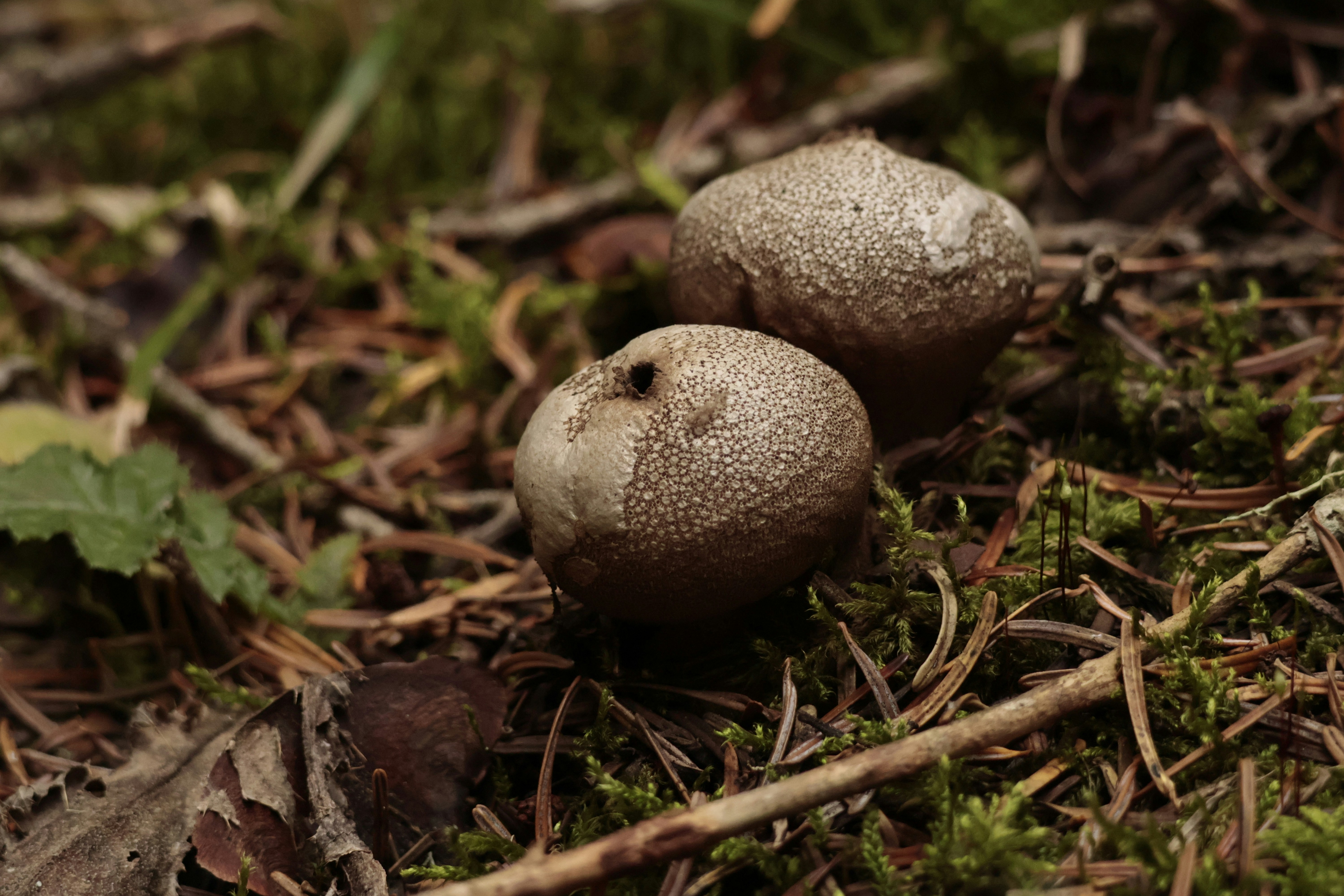 Nature's Hidden Gems: The Earthy Duo