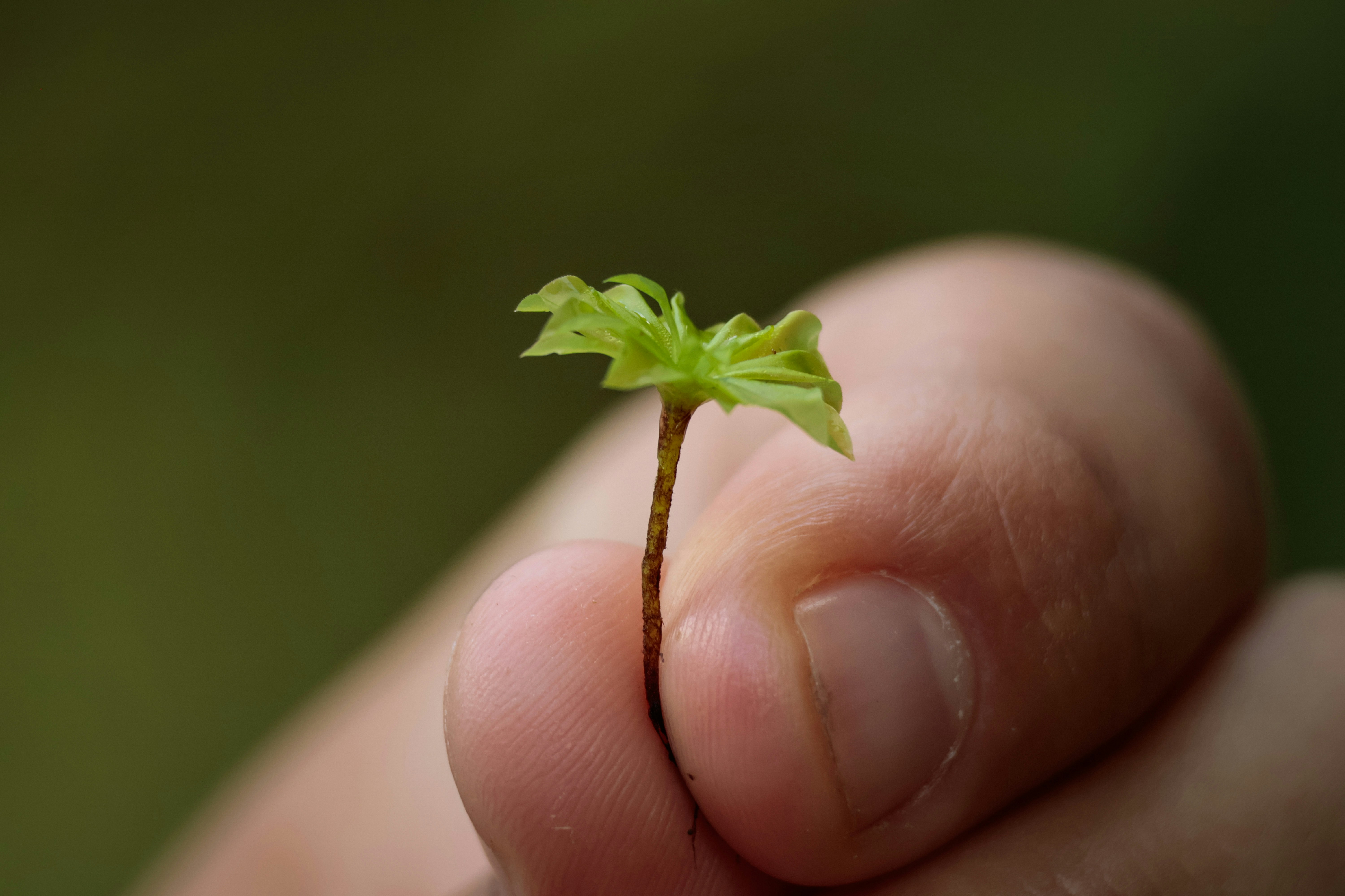 green, forest , nature | Tiny seedling held between fingers