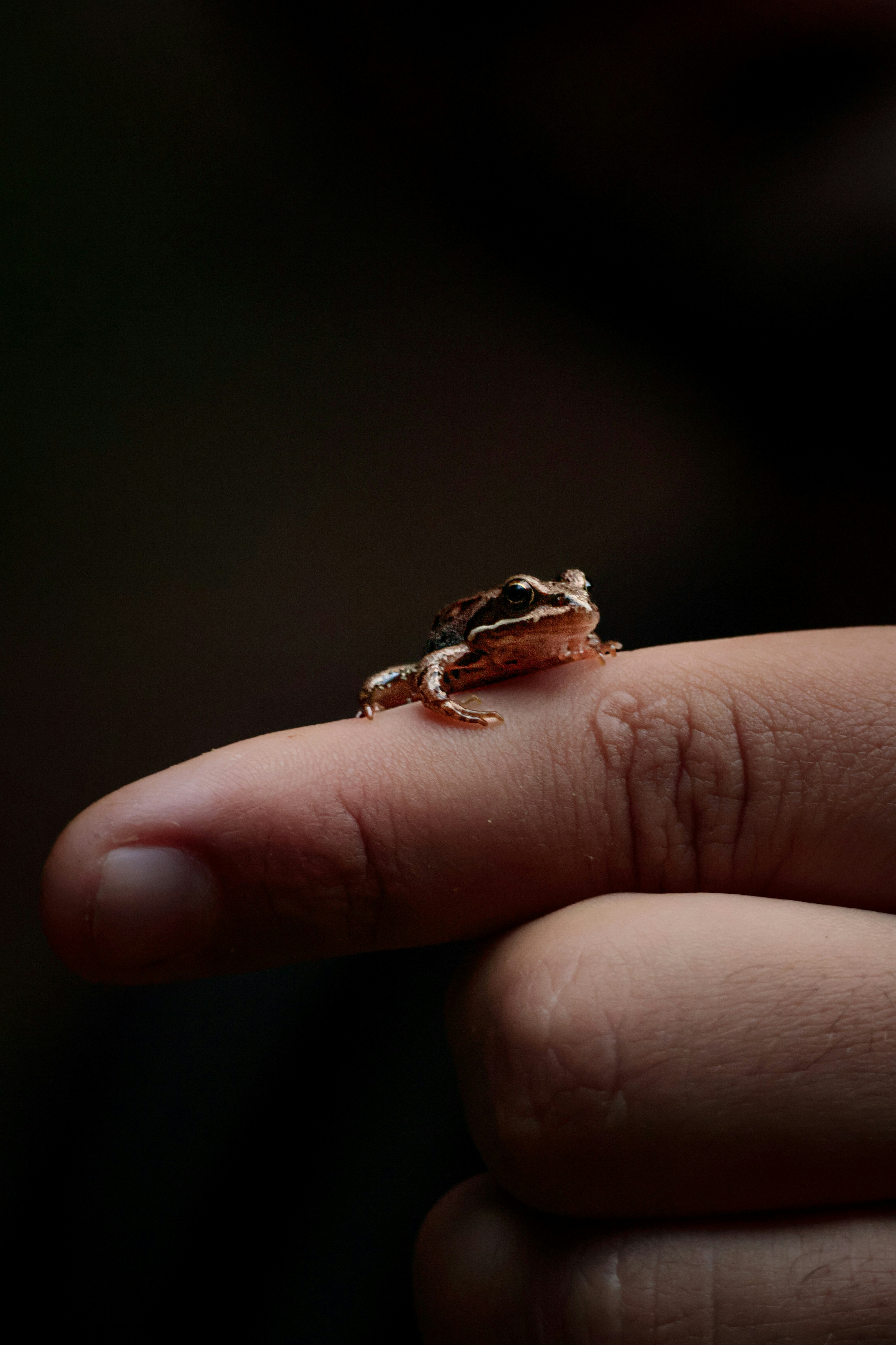 Tiny frog perched on a human finger
