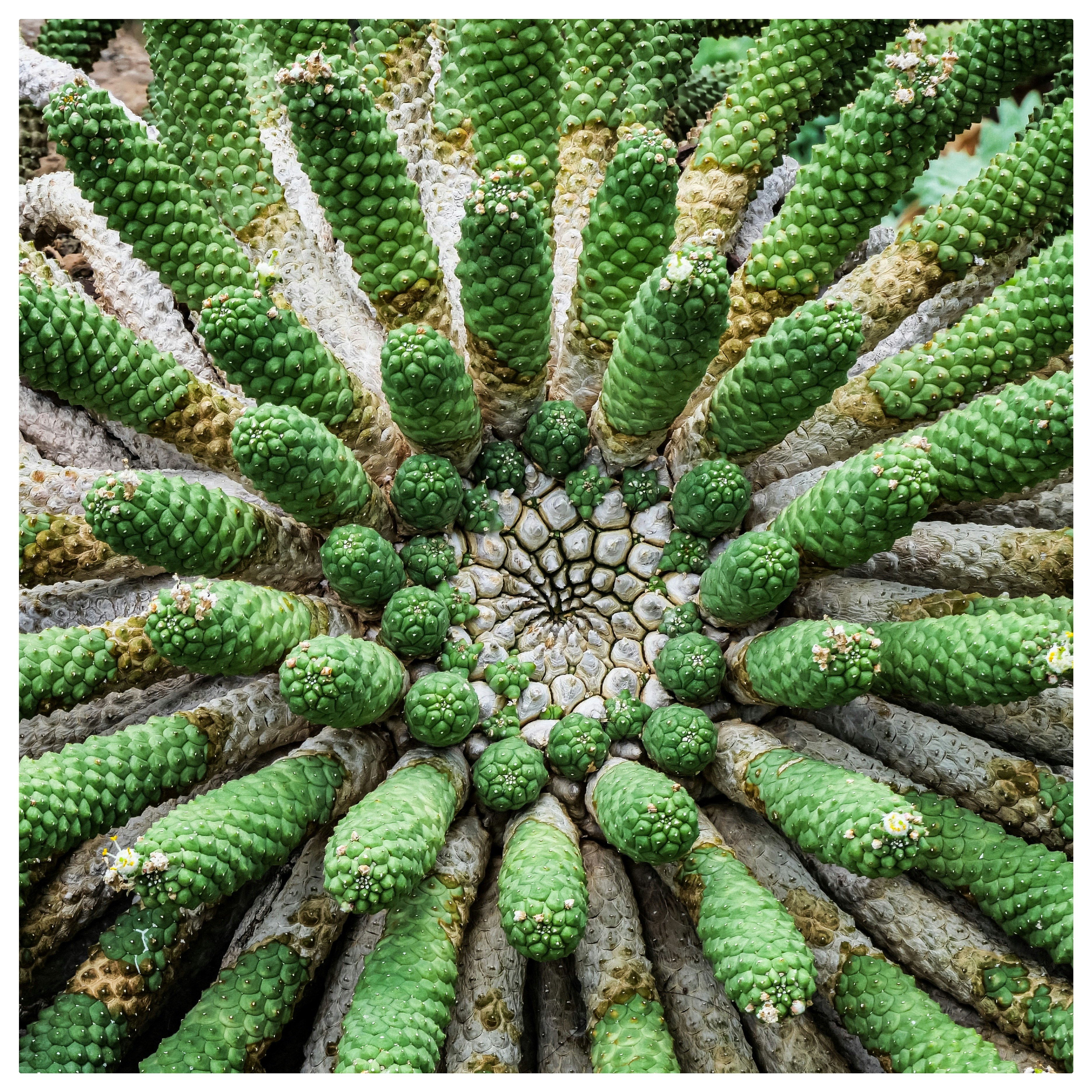 Emerald Spiral Rosette: Green Cylinders Converge in Desert Geometry