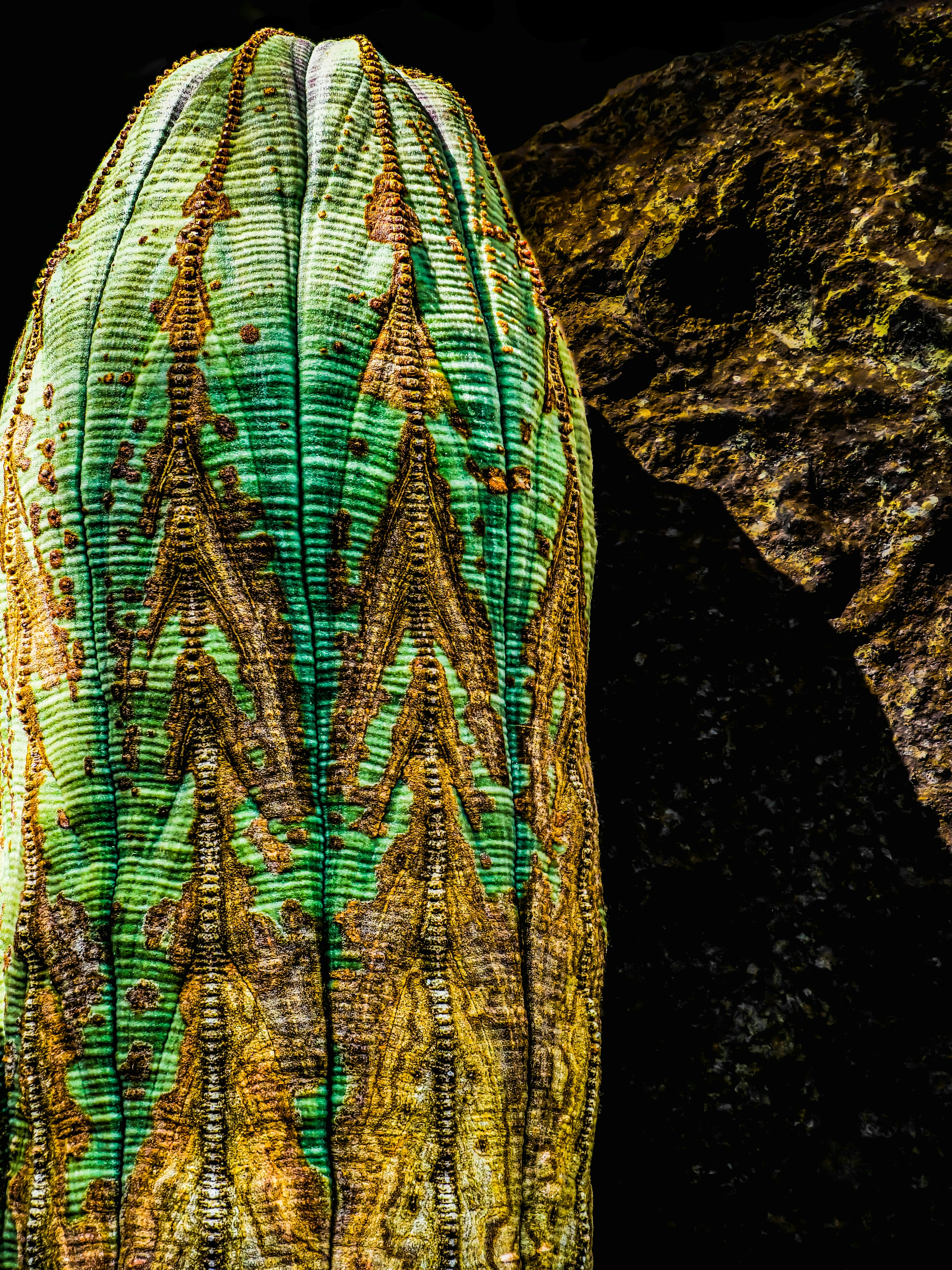 Close-up of a textured cactus with vivid green and orange patterns against a dark background.