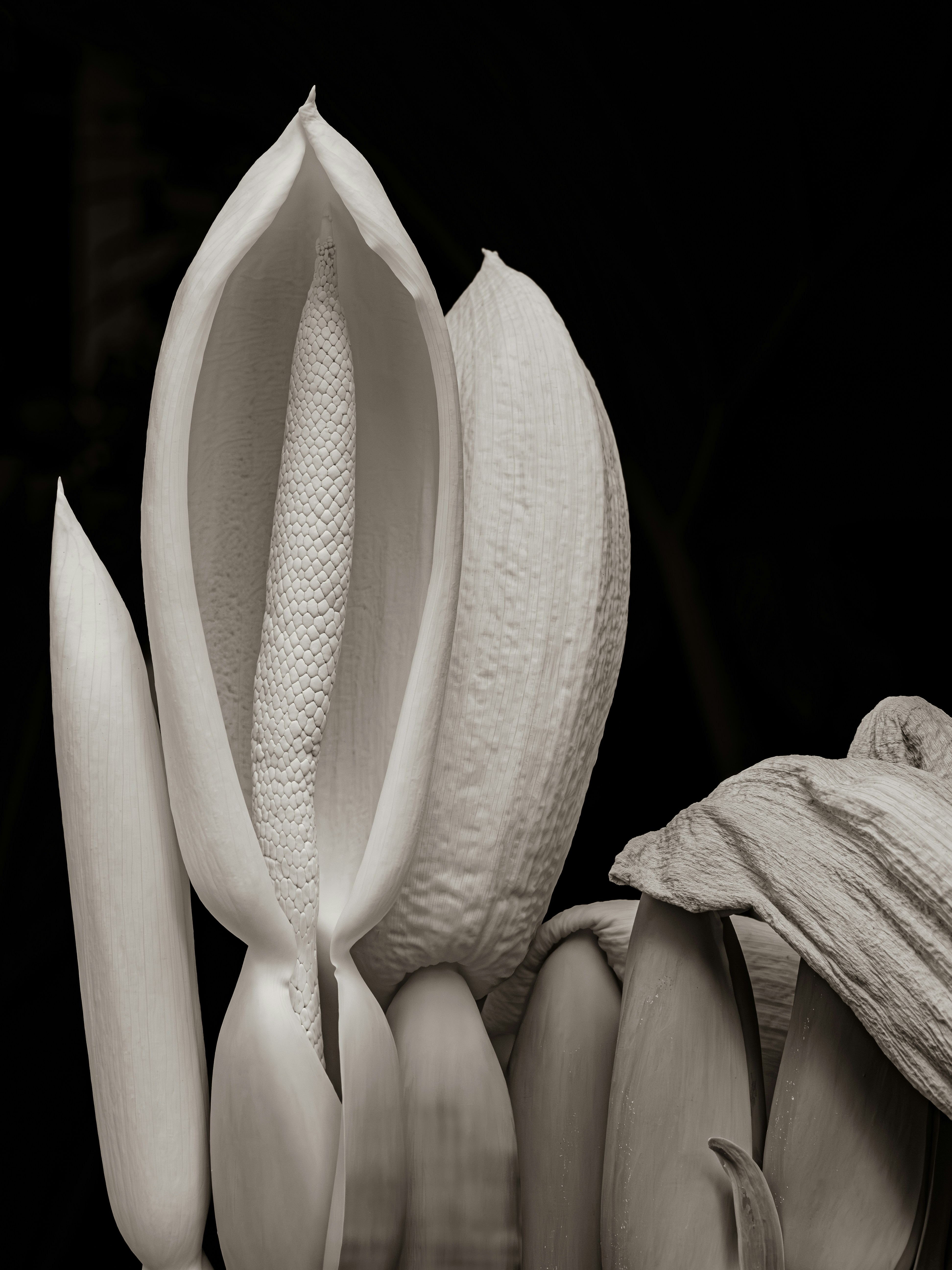 The Elegance of Nature's Curves