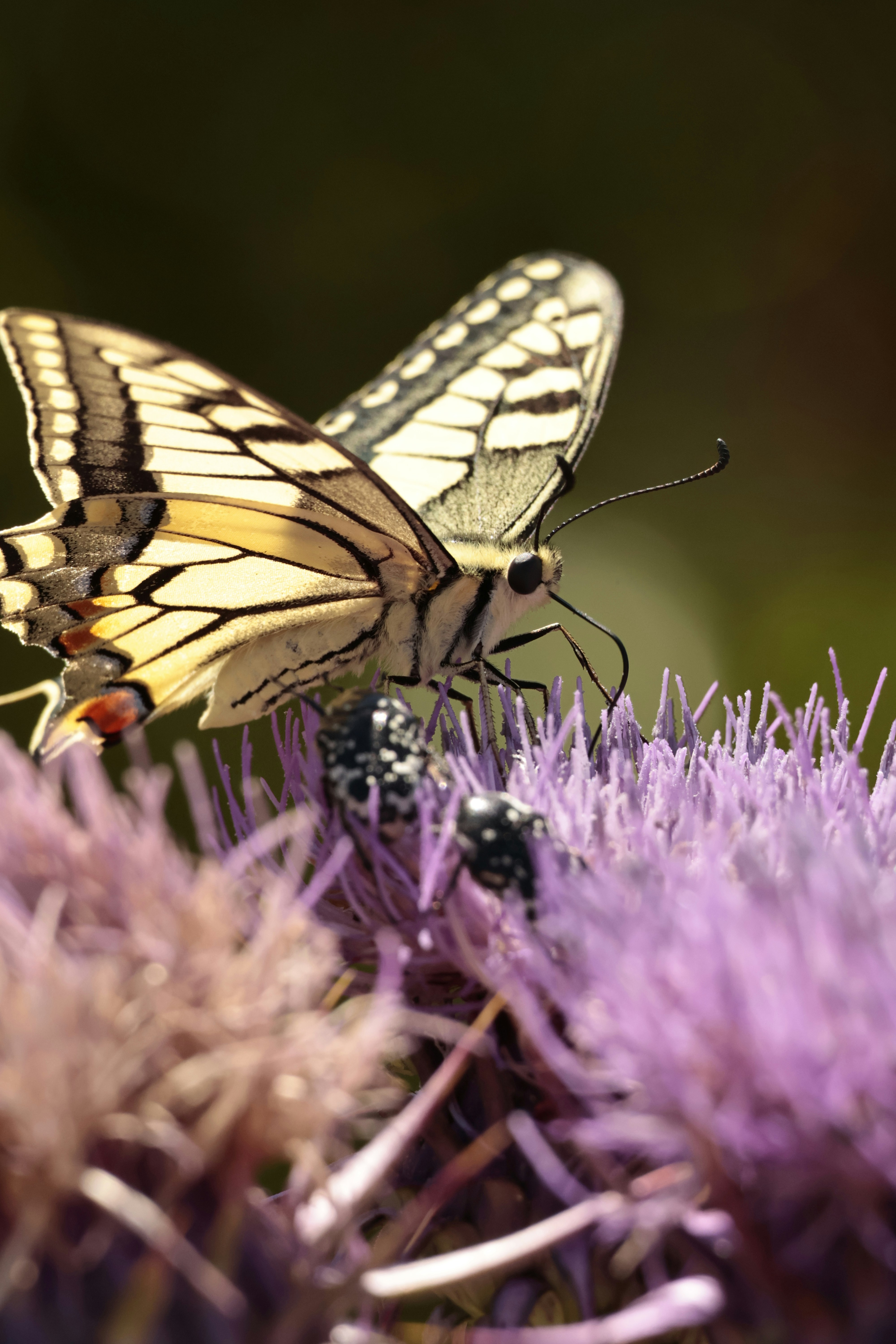 A butterfly gracefully perched on vibrant purple flowers, showcasing intricate wing patterns and colors. The scene captures a moment of nature's beauty and harmony.