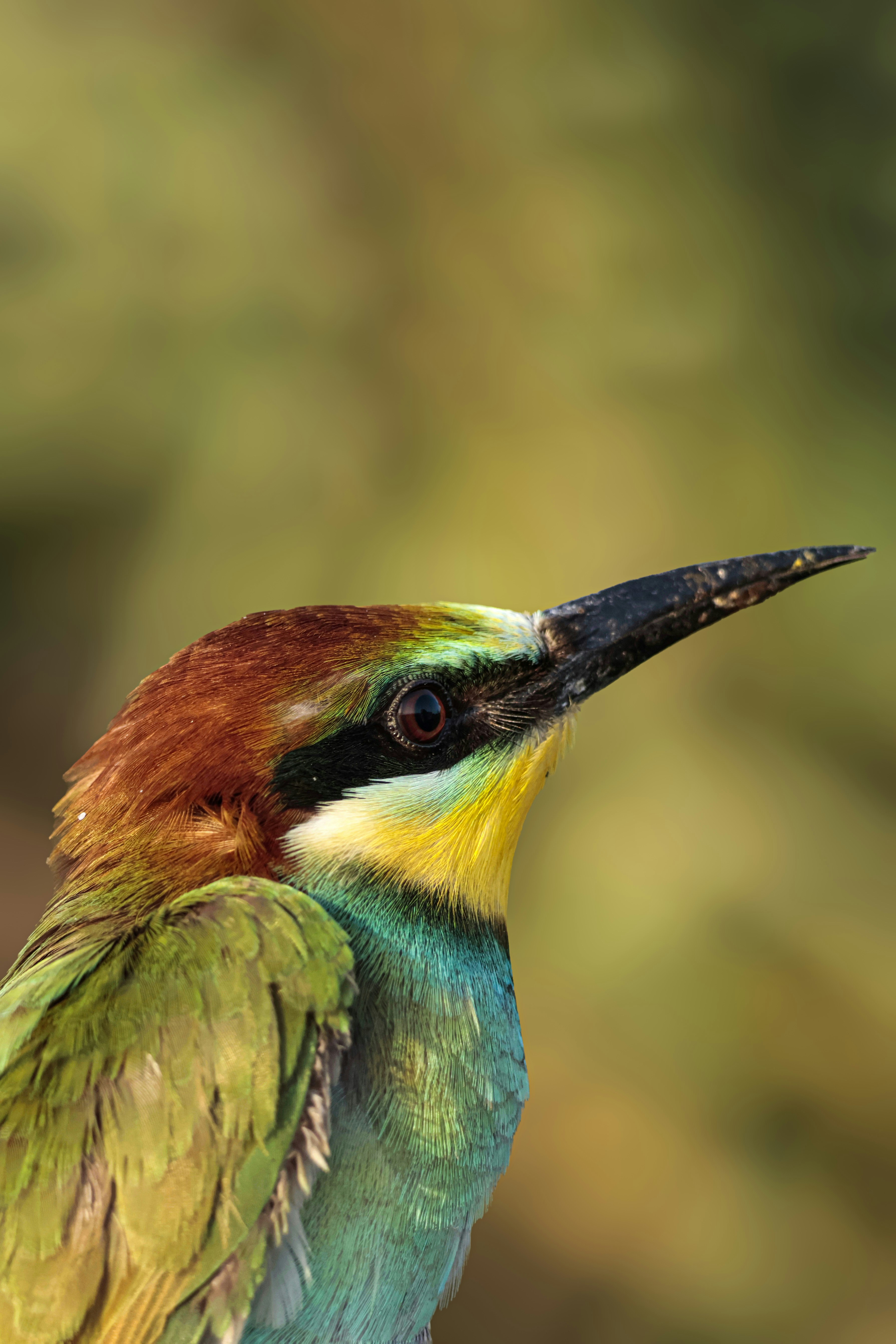 Nature's Brushstrokes: The Vibrant Bee-eater