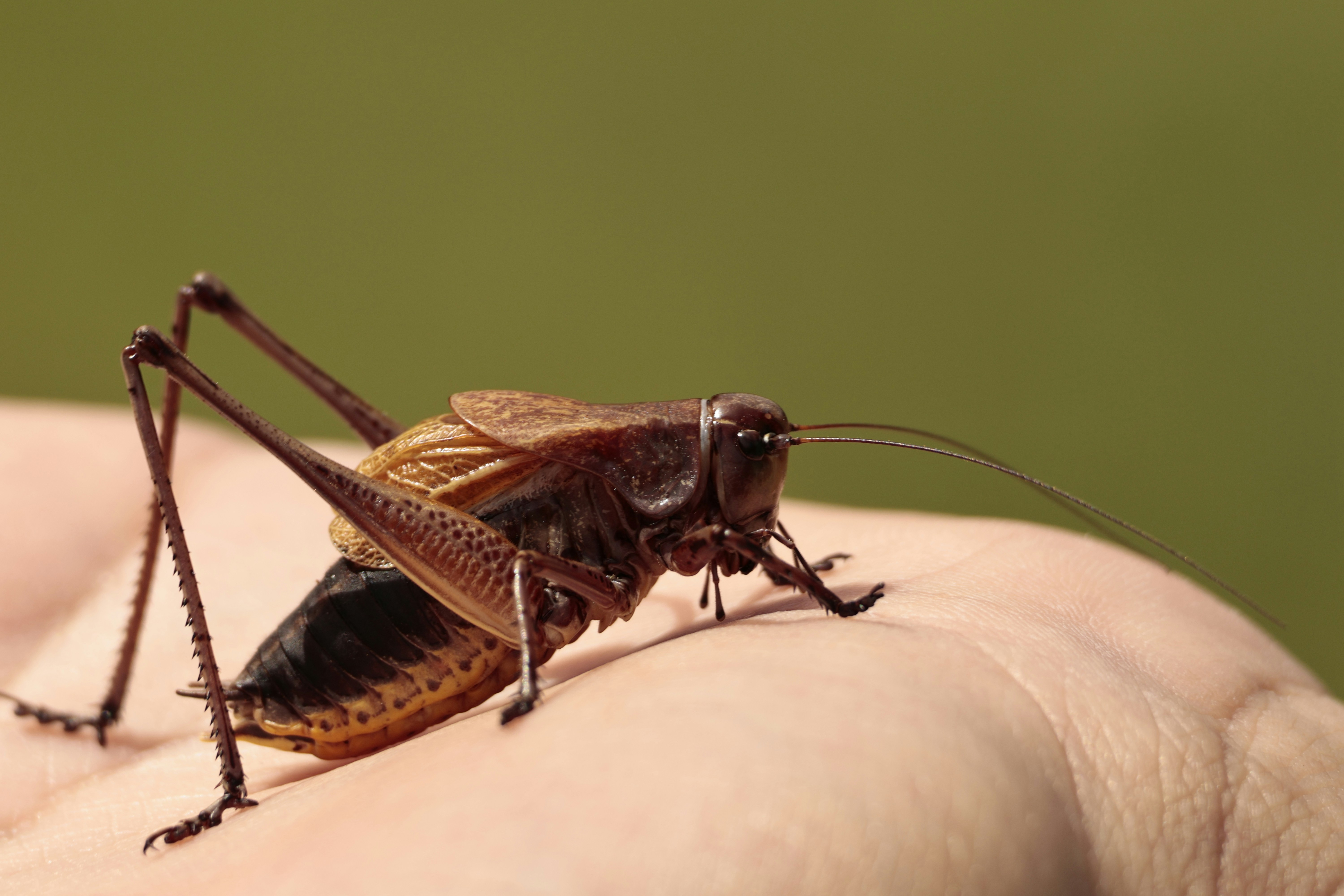 The Intricate World of a Grasshopper