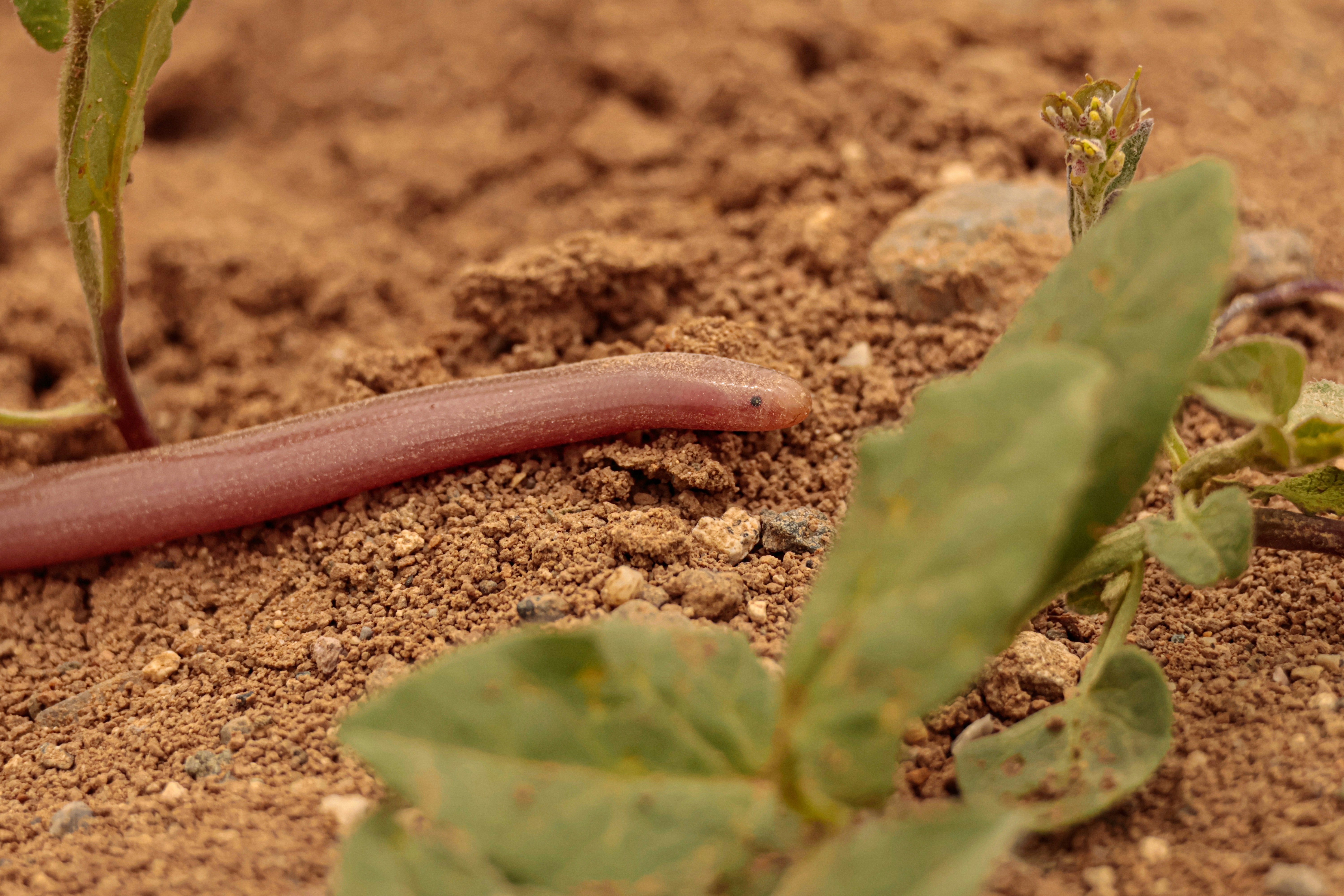 A small pink worm-like creature on the ground. photo – Free Image on ...