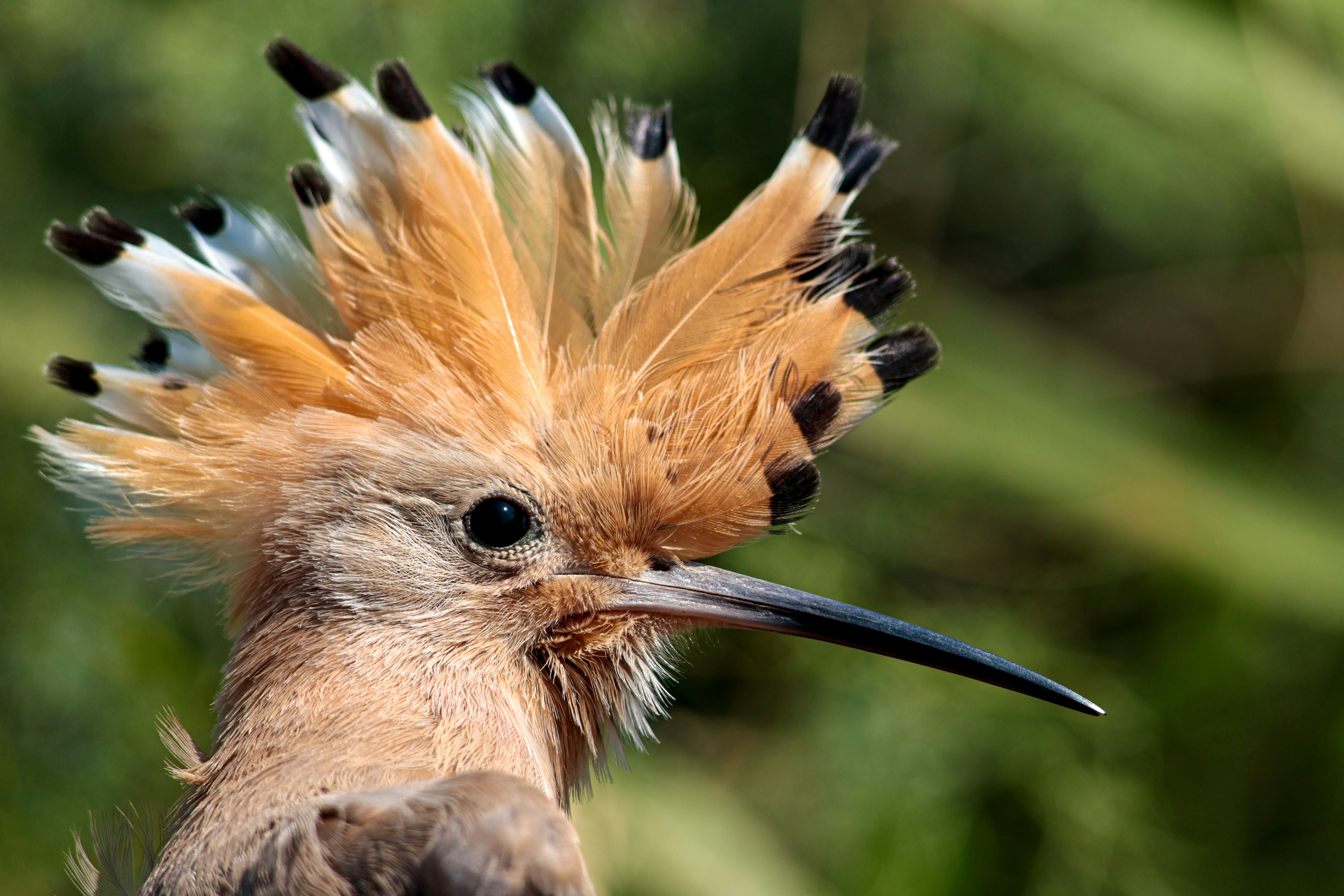 Ember Crest Close-Up: Portrait of a Feathered Crown