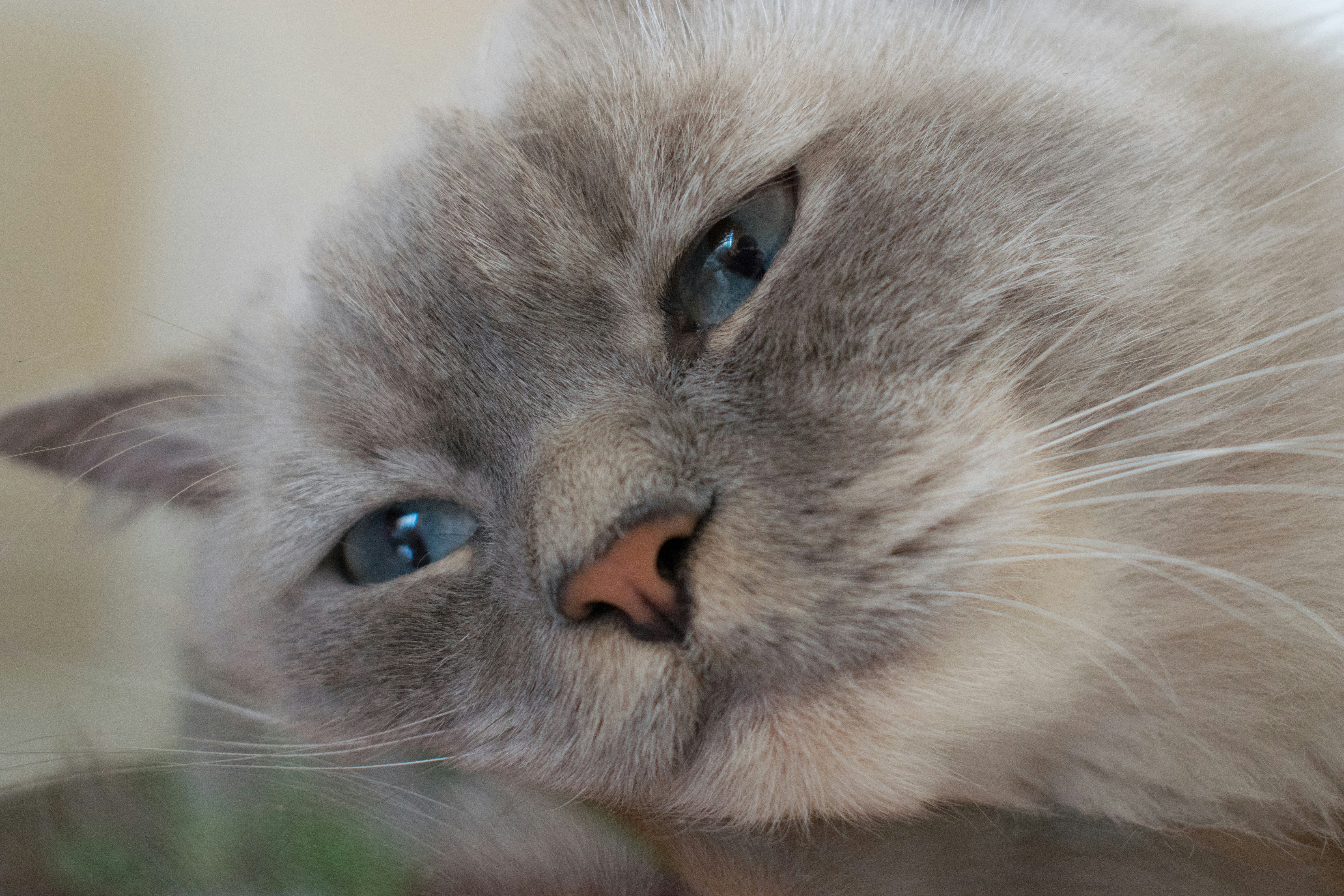 A serene close-up portrait of an adult white British Shorthair cat. The photo focuses on the cat's round face, plush fur, and striking blue eyes, conveying a sense of calm wisdom and gentle charm | Close up of a fluffy gray cat with blue eyes.