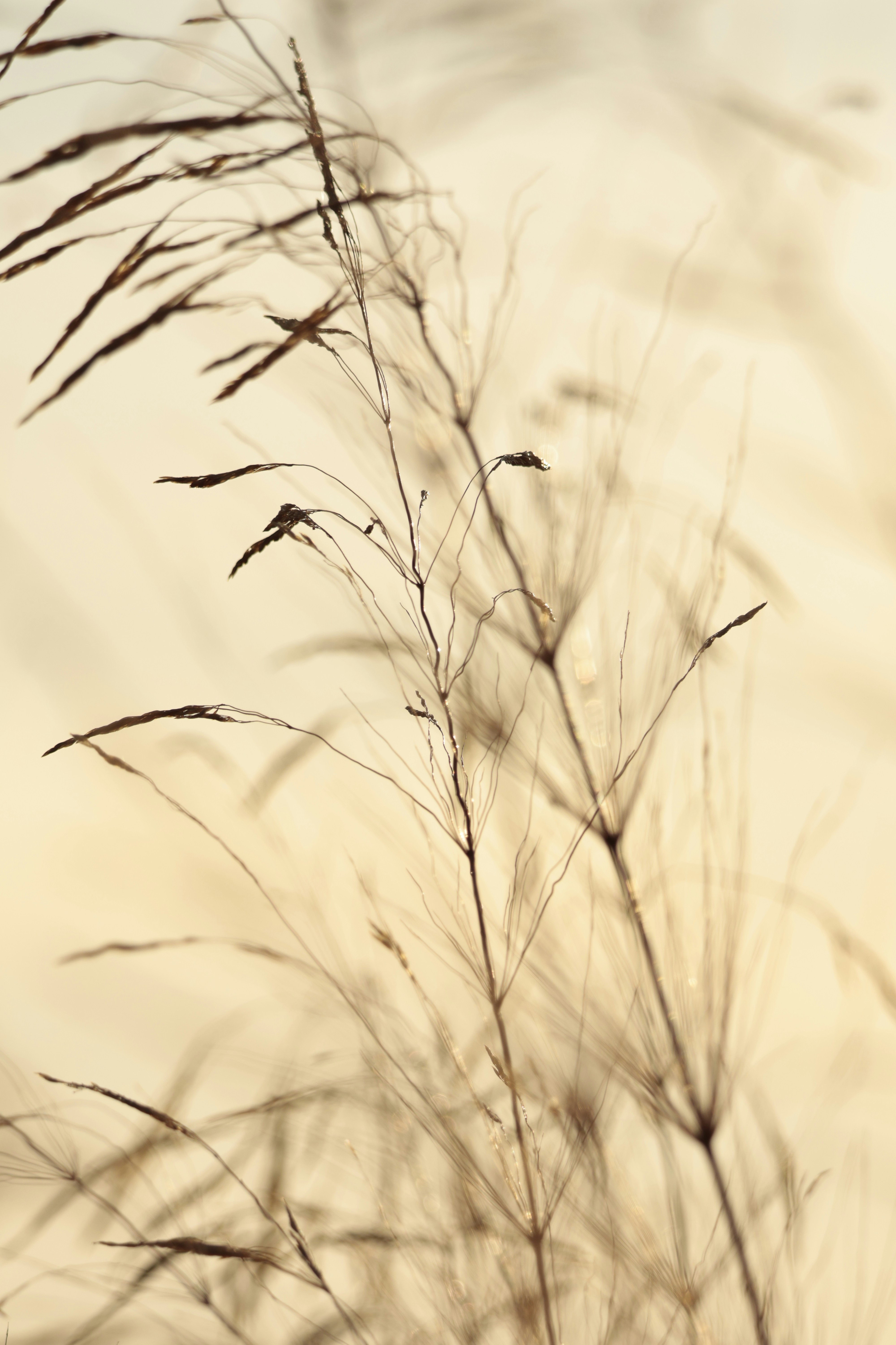 Delicate dry grass stalks swaying gently in the breeze