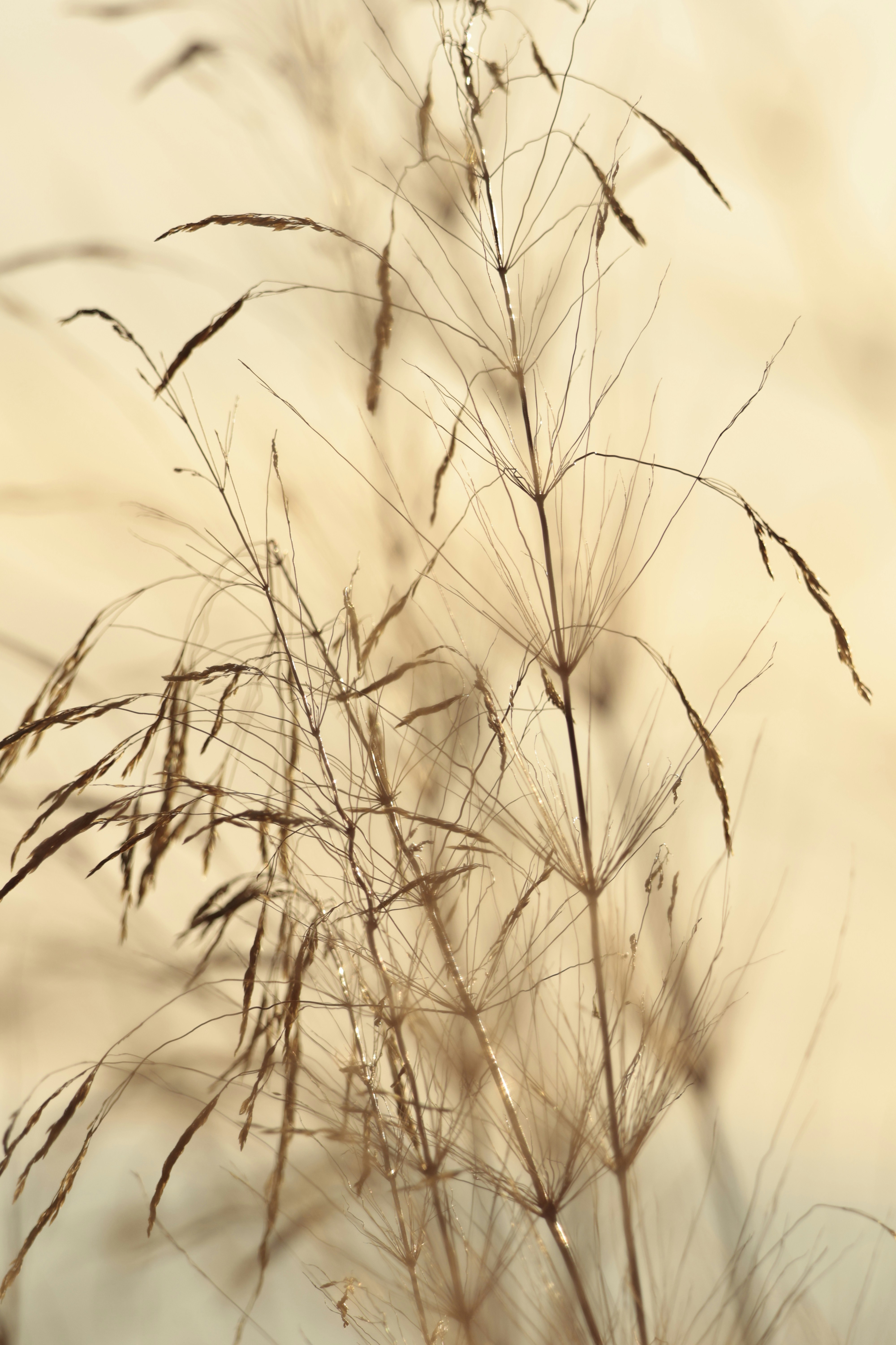 Whispers of the Wild: A Dance of Grasses