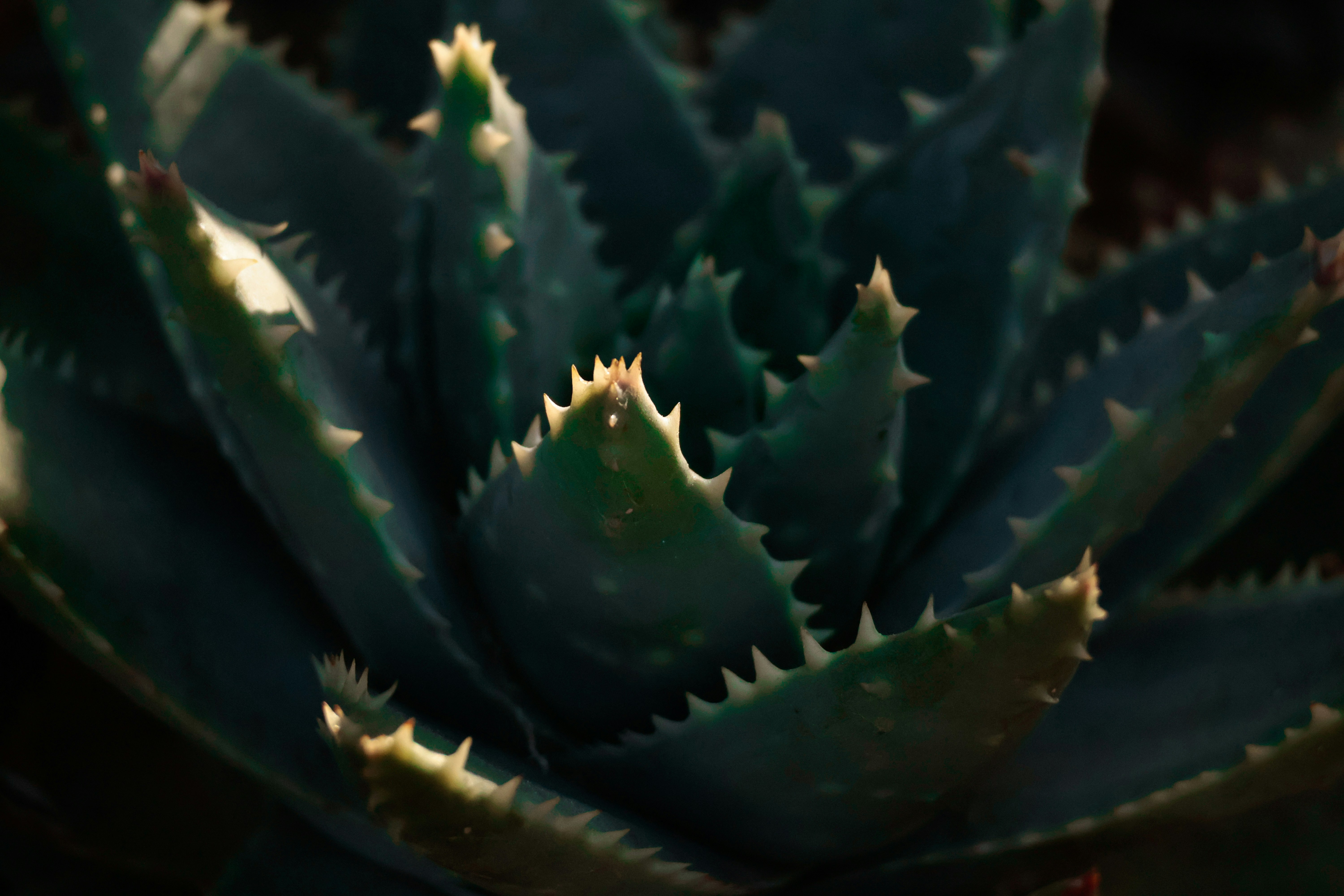 Nature's Intricate Geometry: The Aloe Symphony