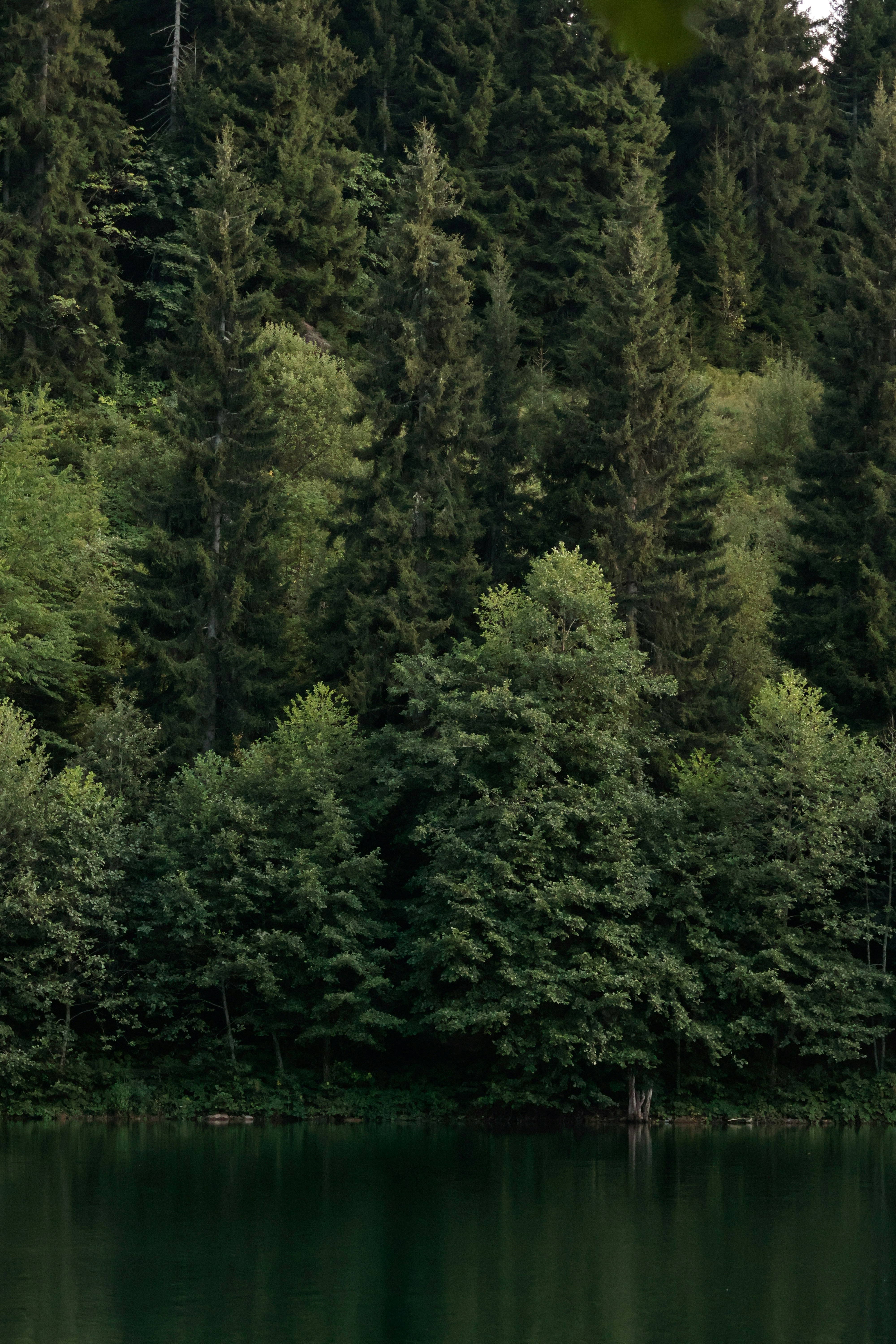 green , forest , lake nature | Dense forest with tall trees bordering a calm lake.